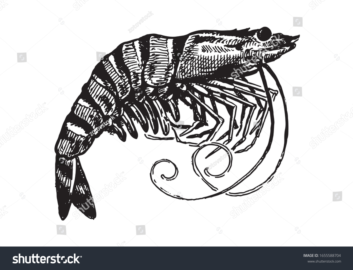 Tiger Prawn Vector Images Vector Graphics For Royalty Free Stock Vector 1655588704