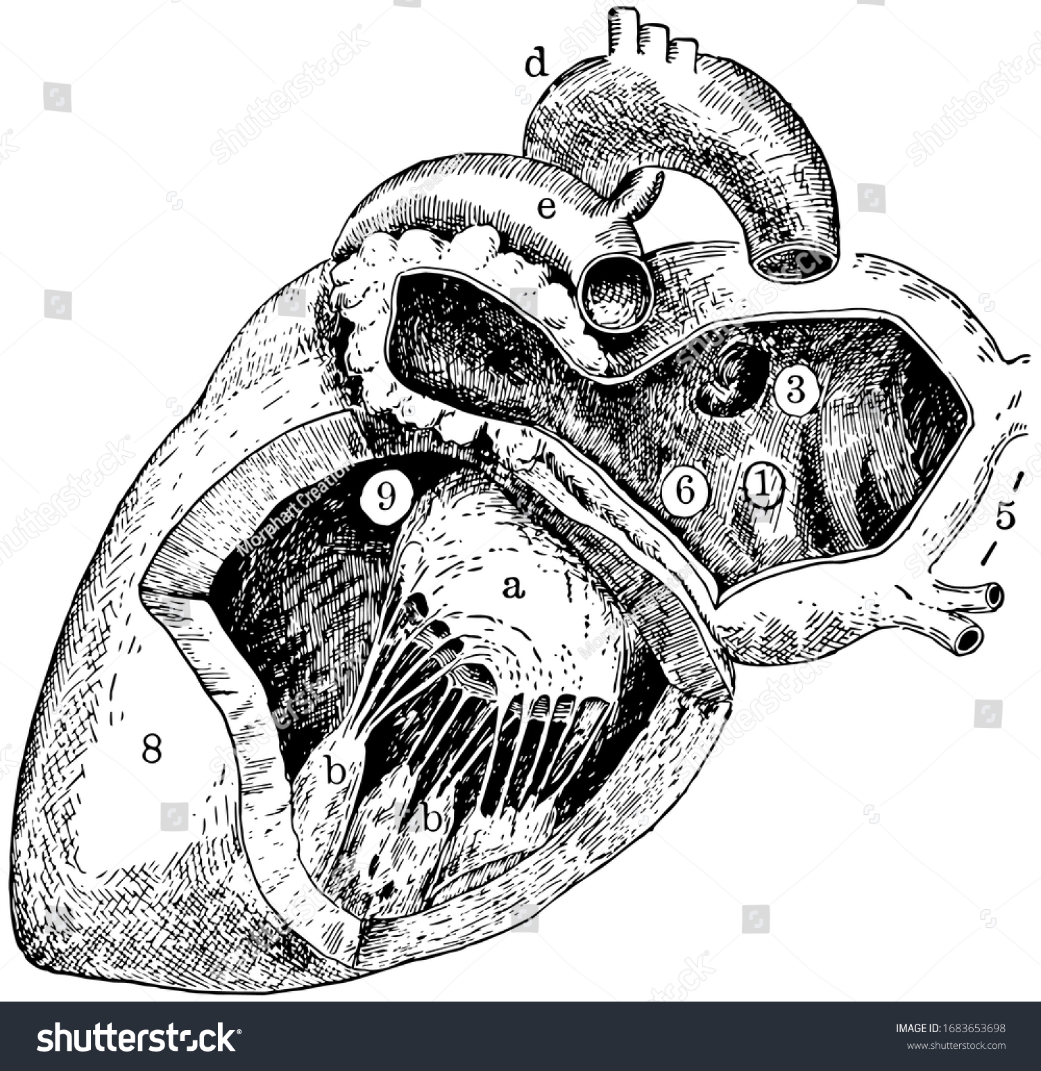 This diagram represents Left Side of Heart, - Royalty Free Stock Vector ...