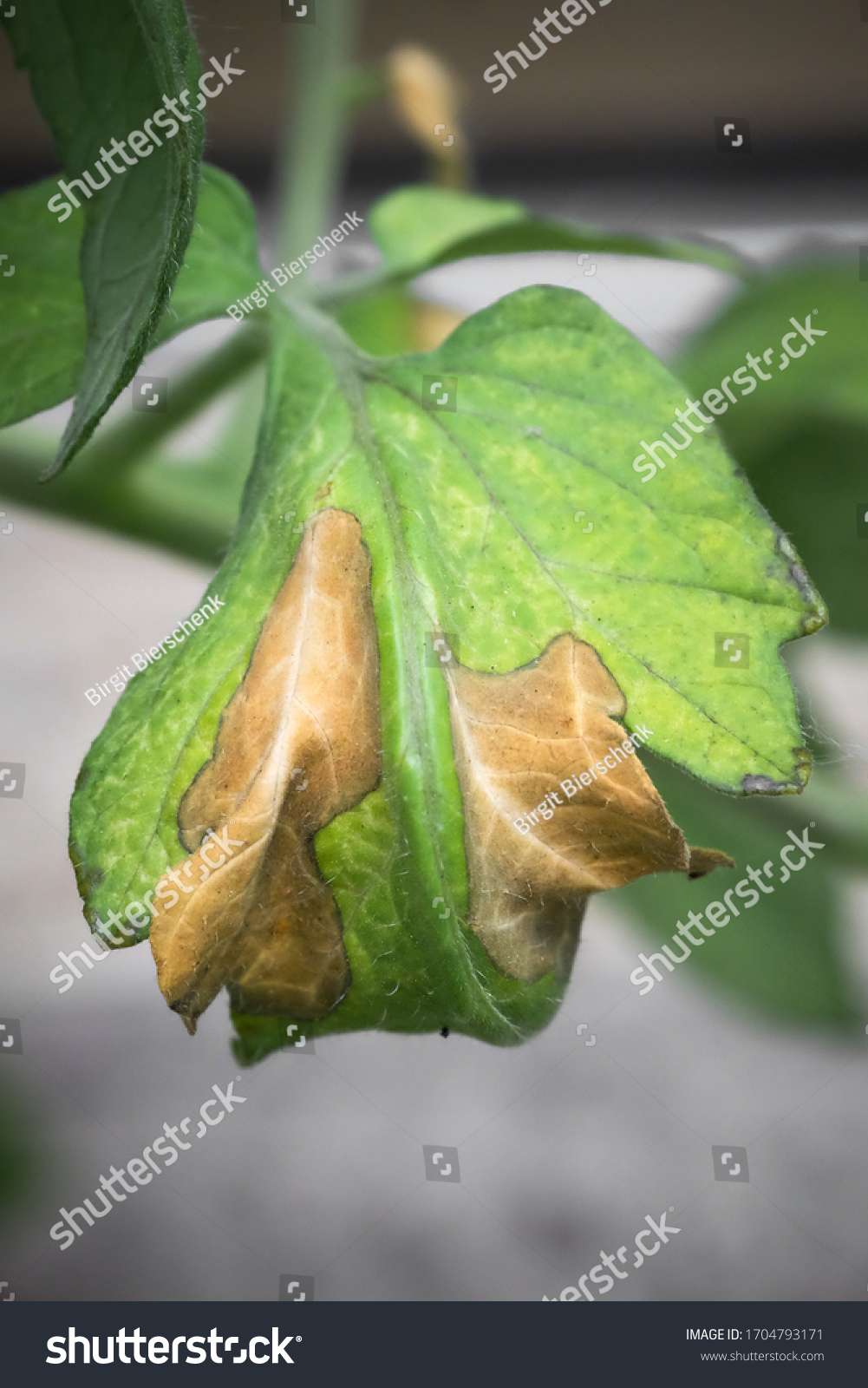 Drought stress and heat stress symptoms on - Royalty Free Stock Photo ...