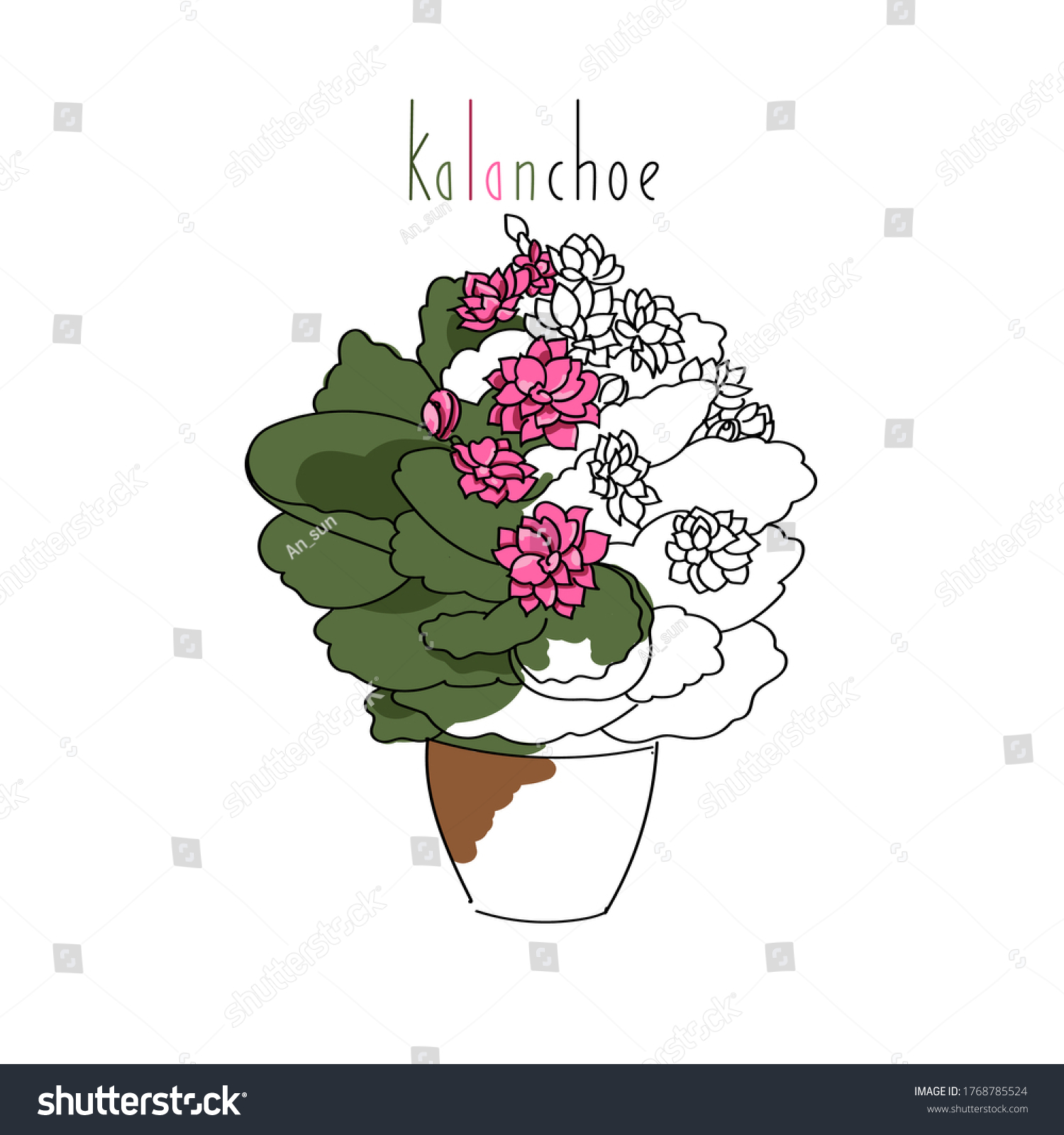 vector illustration plant kalanchoe plant hand - Royalty Free Stock ...