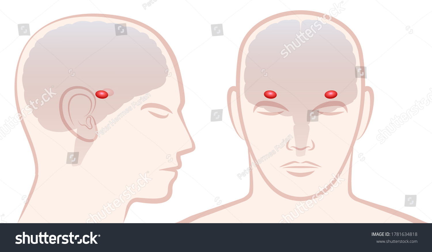 Amygdala. Profile and frontal view with location - Royalty Free Stock ...