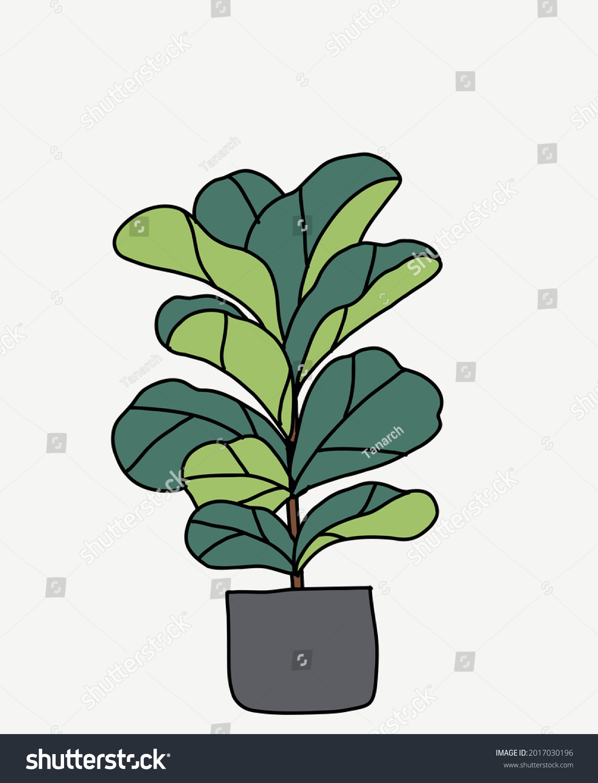 Doodle freehand sketch drawing of fiddle leaf - Royalty Free Stock ...