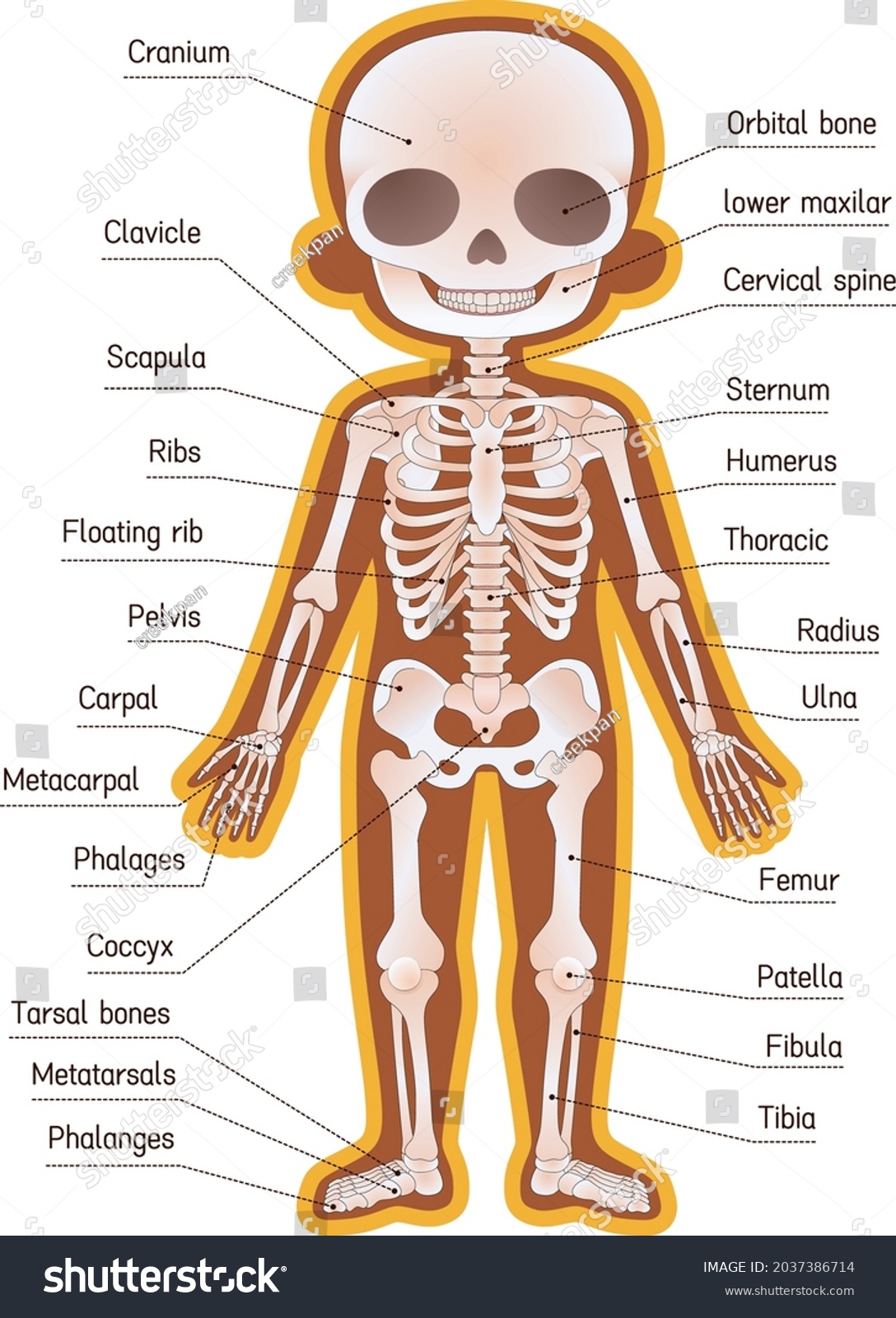 Human skeleton illustration for children - Royalty Free Stock Vector ...