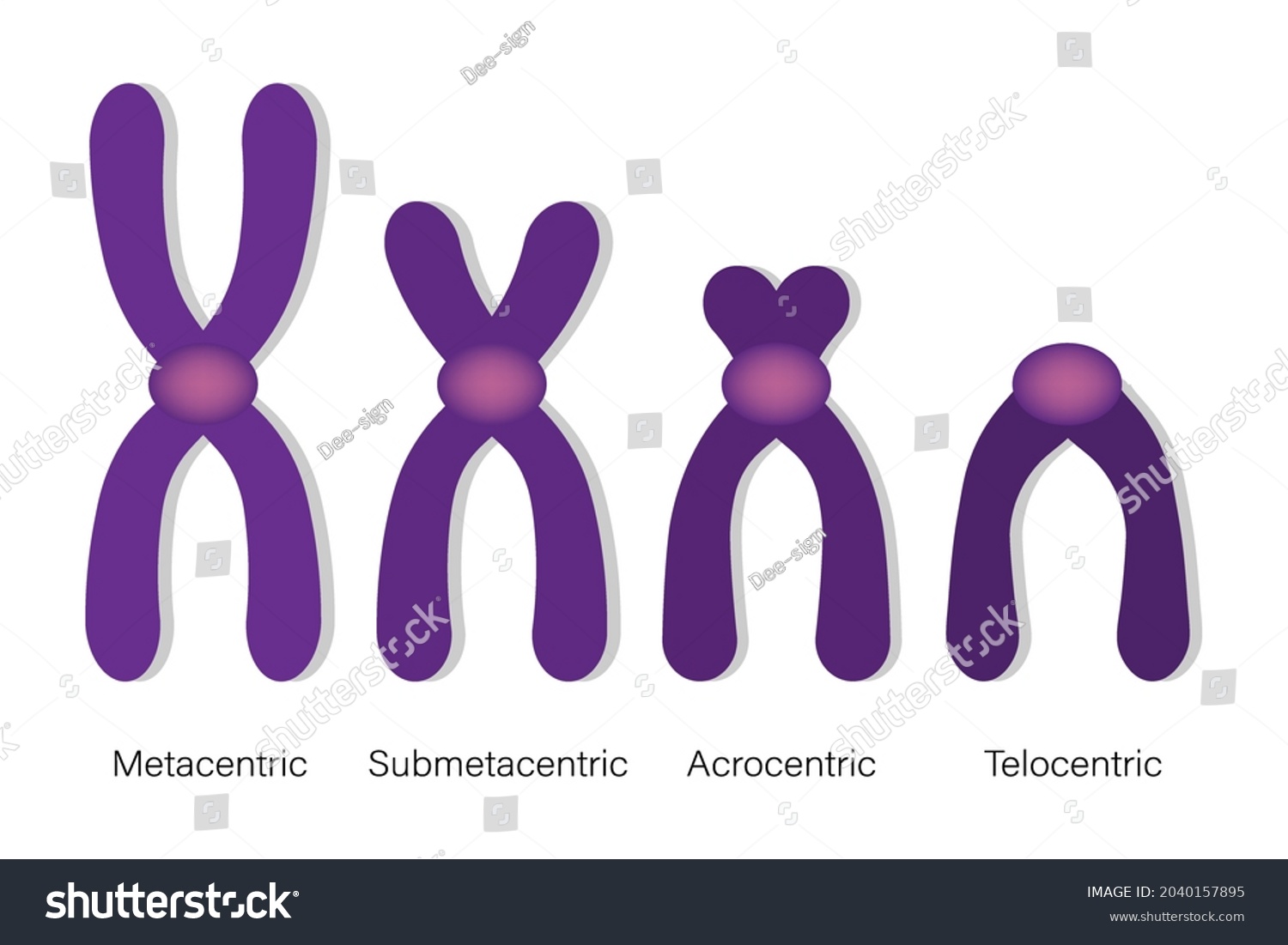 Type of chromosome. Metacentric, Submetacentric, - Royalty Free Stock ... Type of chromosome. Metacentric, Submetacentric, - Royalty Free Stock ...