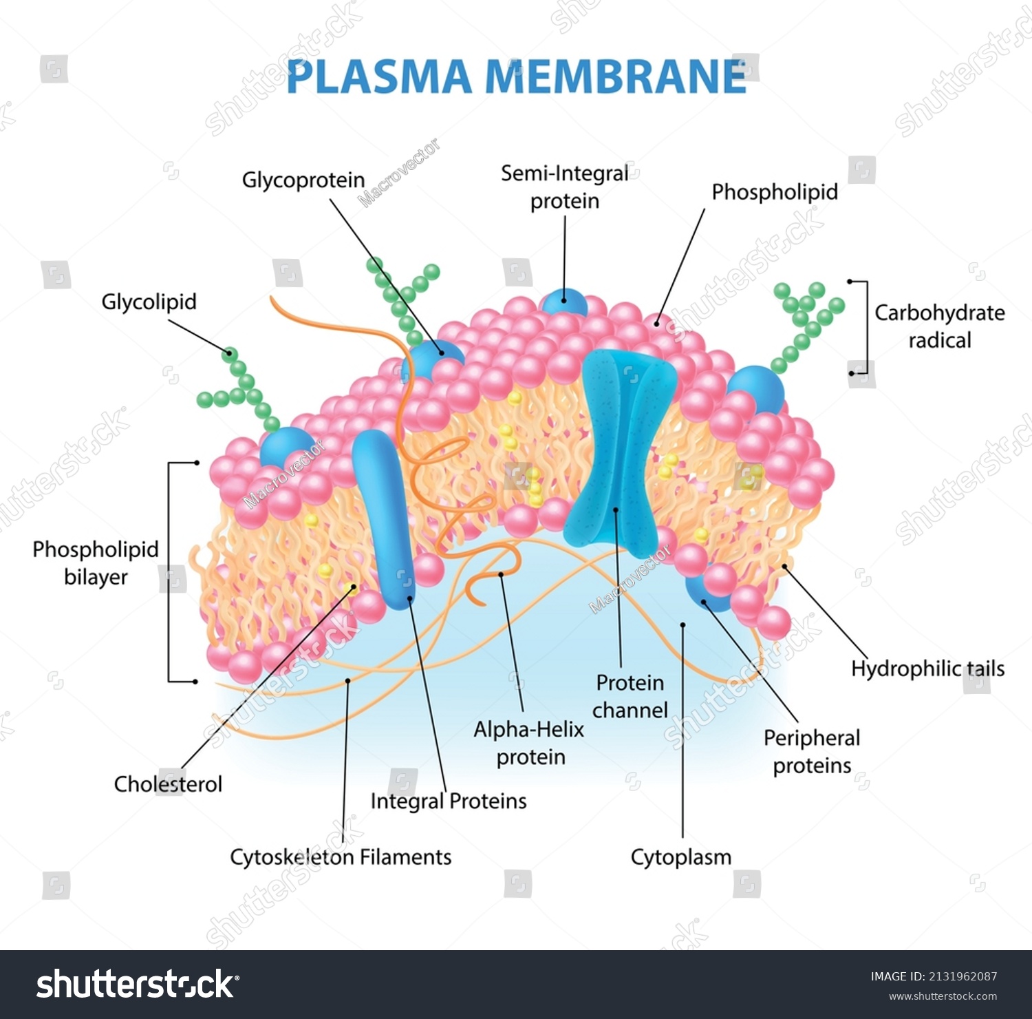 Realistic human cell anatomy infographics with - Royalty Free Stock ... Realistic human cell anatomy infographics with - Royalty Free Stock ...