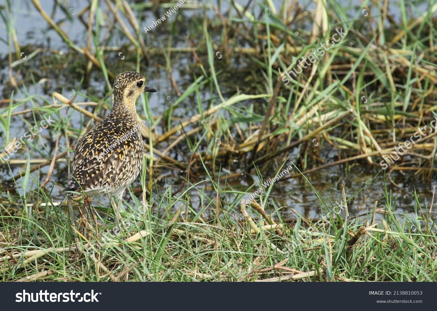 A Pacific Golden Plover, a migratory bird, seen - Royalty Free Stock ...