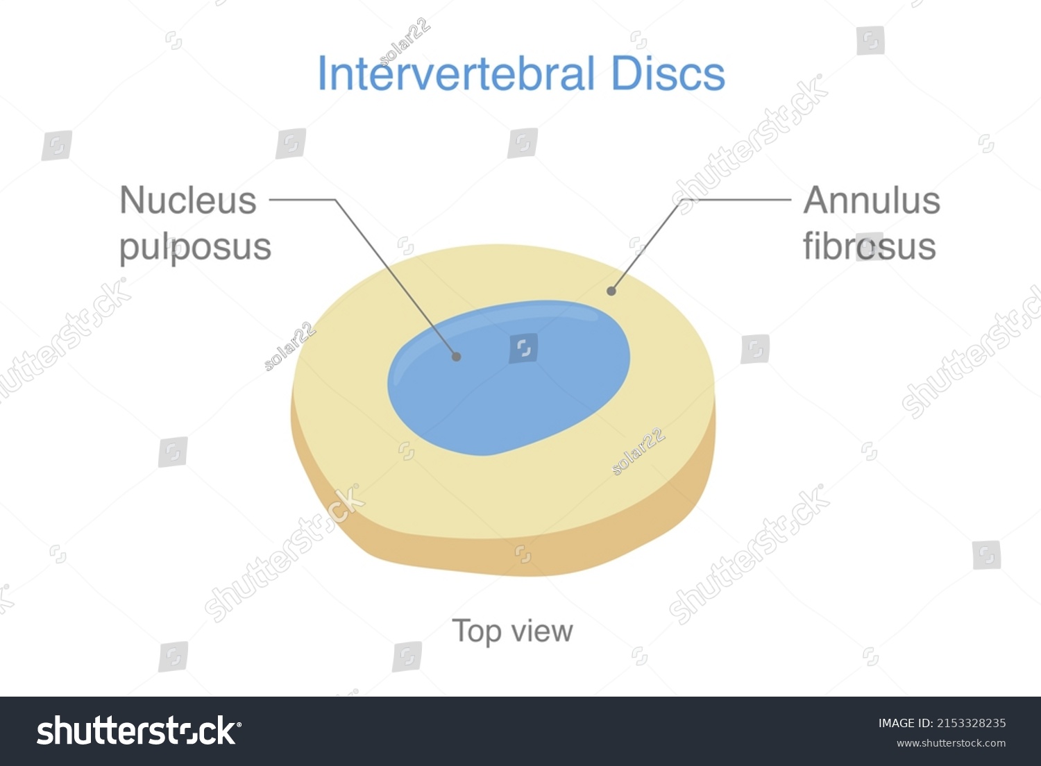 Anatomy of normal Intervertebral Discs. - Royalty Free Stock Vector ...
