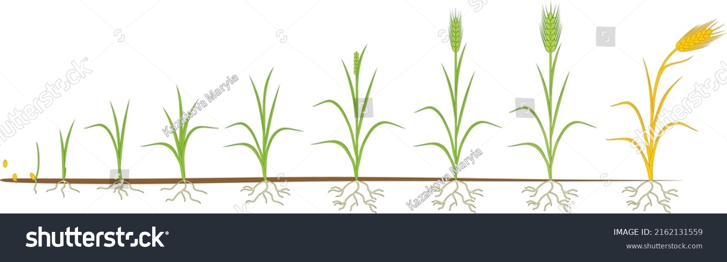 Rye Life Cycle Stages Of Growth From Seed To Royalty Free Stock Vector 2162131559
