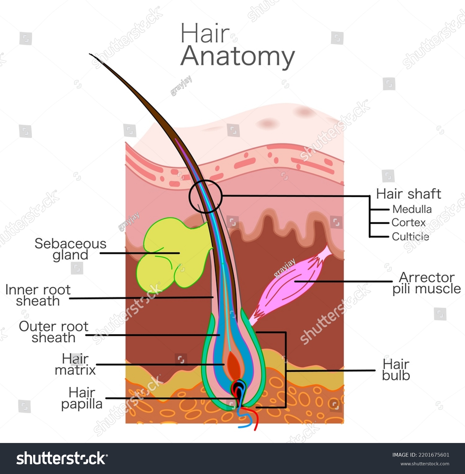 Hair Structure Anatomy Skin Part Diagram Royalty Free Stock Vector 2201675601