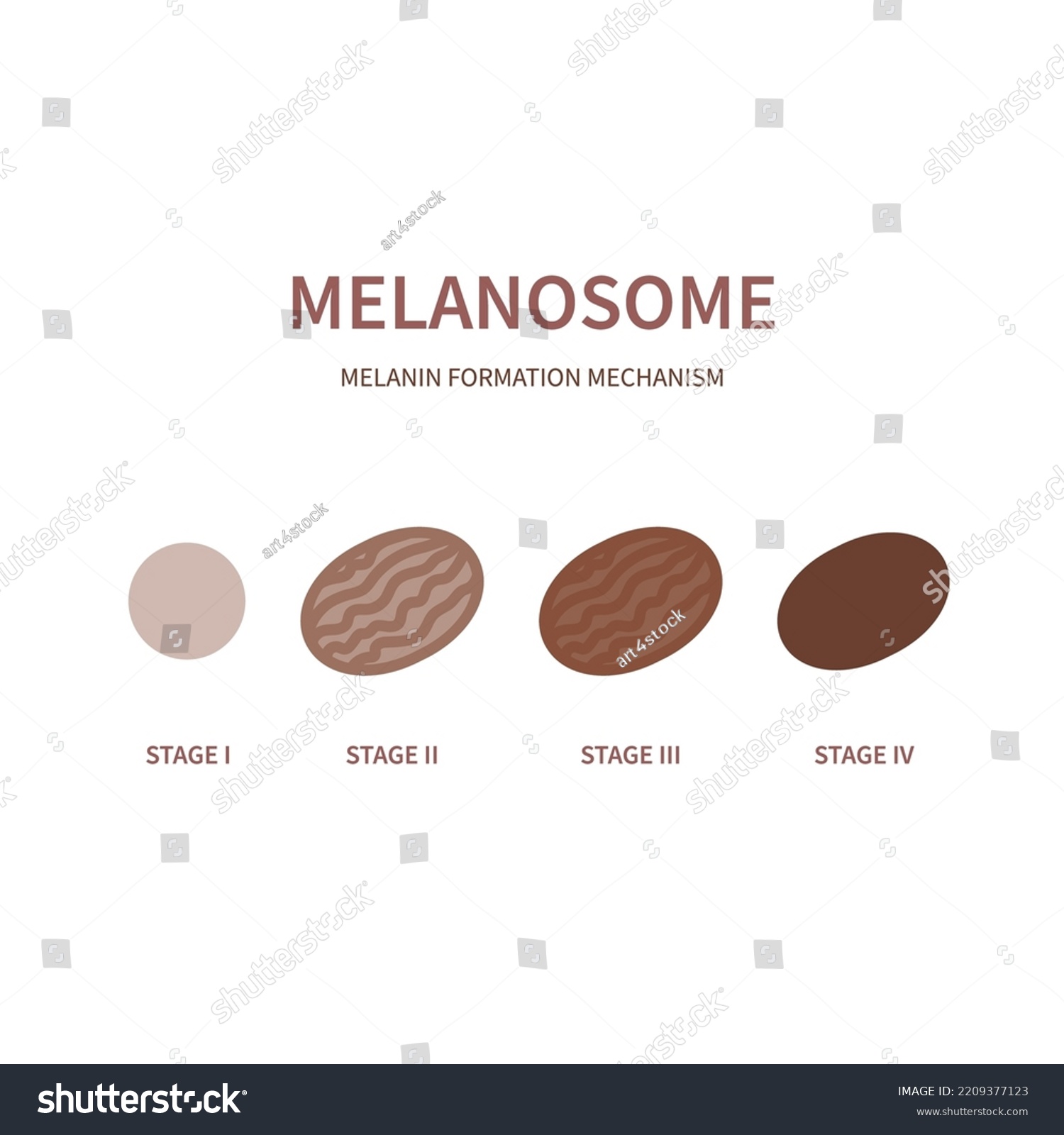 Melanin synthesis process. Stages of melanosome - Royalty Free Stock ...