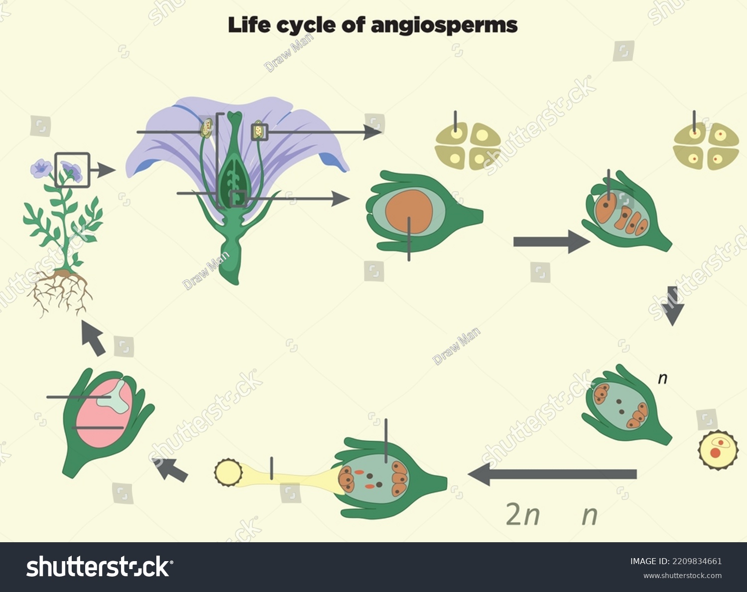 Life Cycle Of Angiosperms Angiosperm Life Royalty Free Stock Vector 2209834661