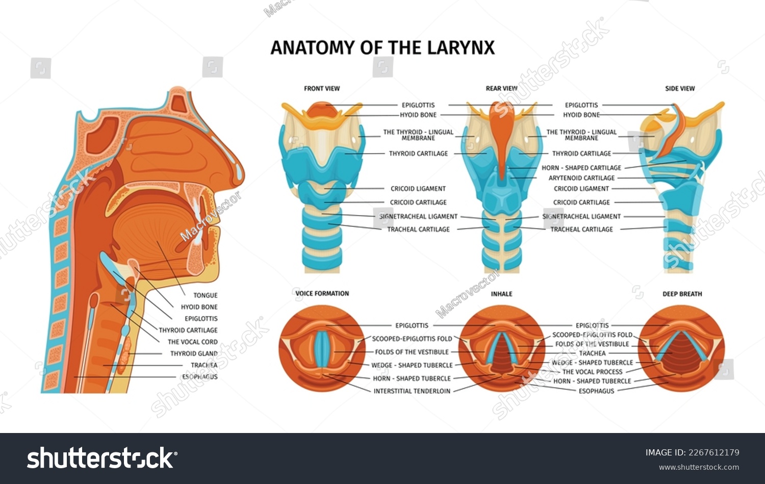 Larynx anatomy composition with anatomic views - Royalty Free Stock ...