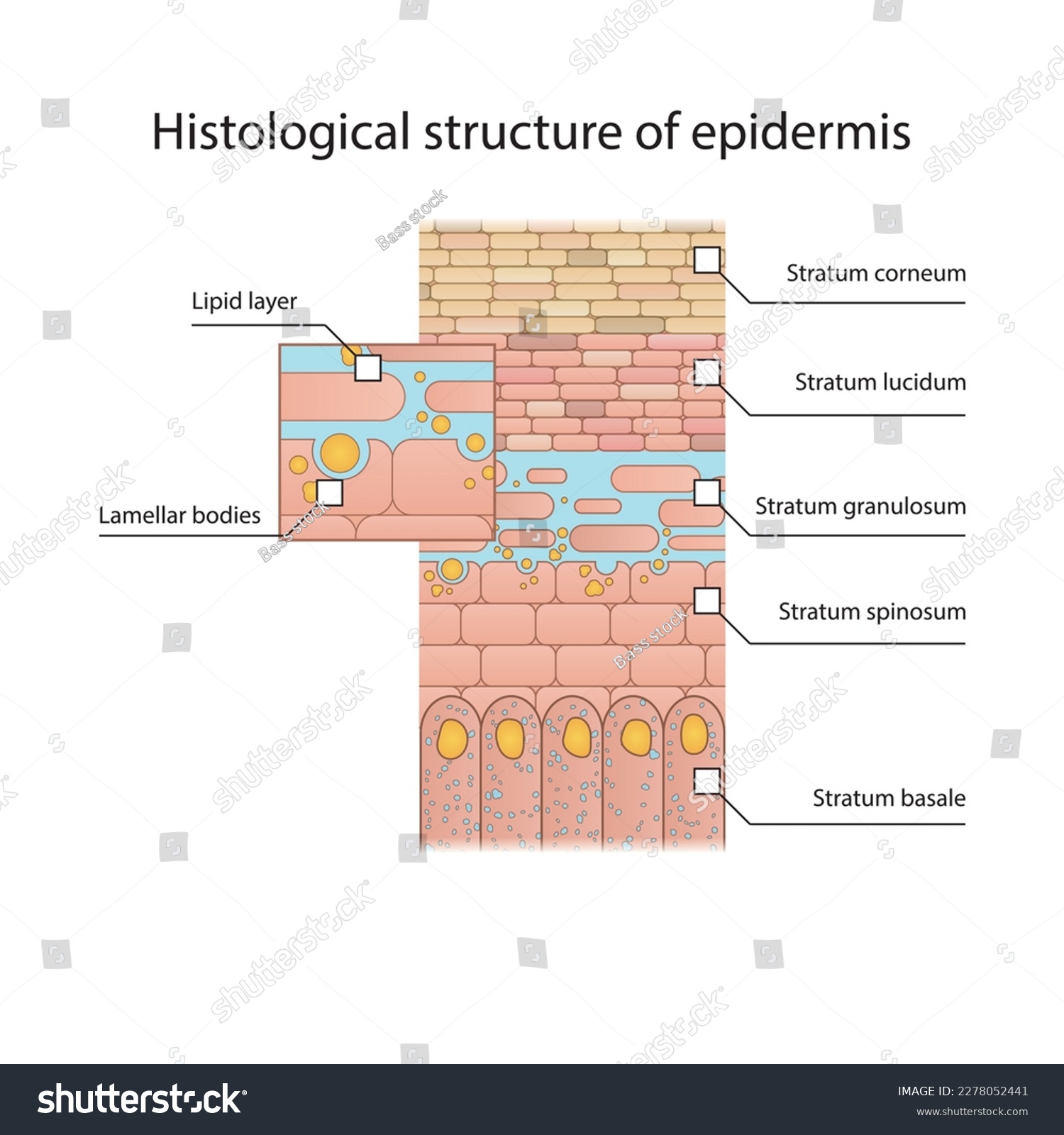 Histological Structure Of Epidermis Skin Royalty Free Stock Vector