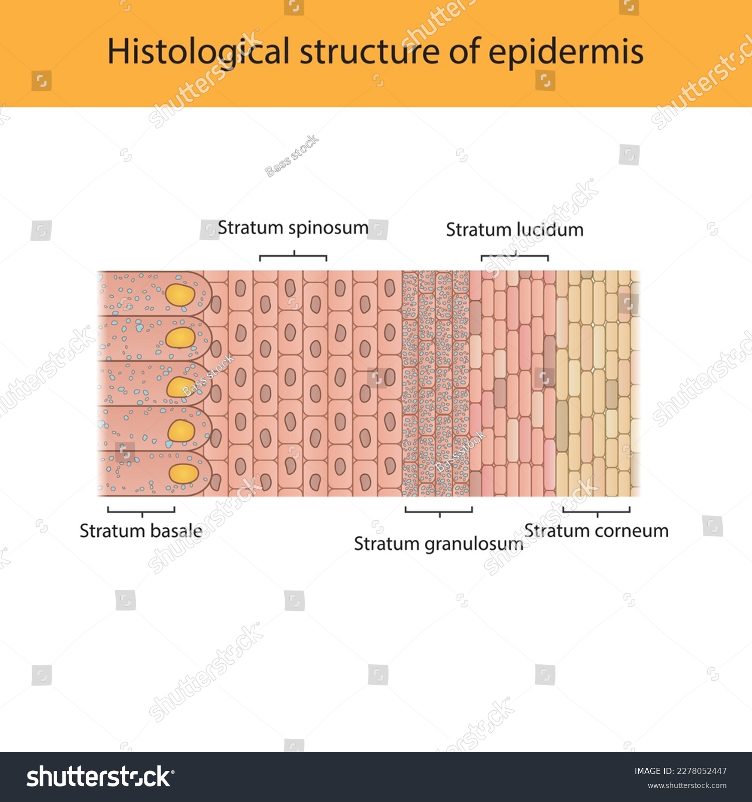 Histological Structure Of Epidermis Skin Royalty Free Stock Vector