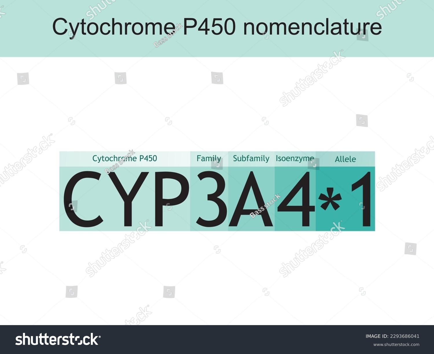 Cytochrome P450 CYP3A4 nomenclature diagram - Royalty Free Stock Vector ...