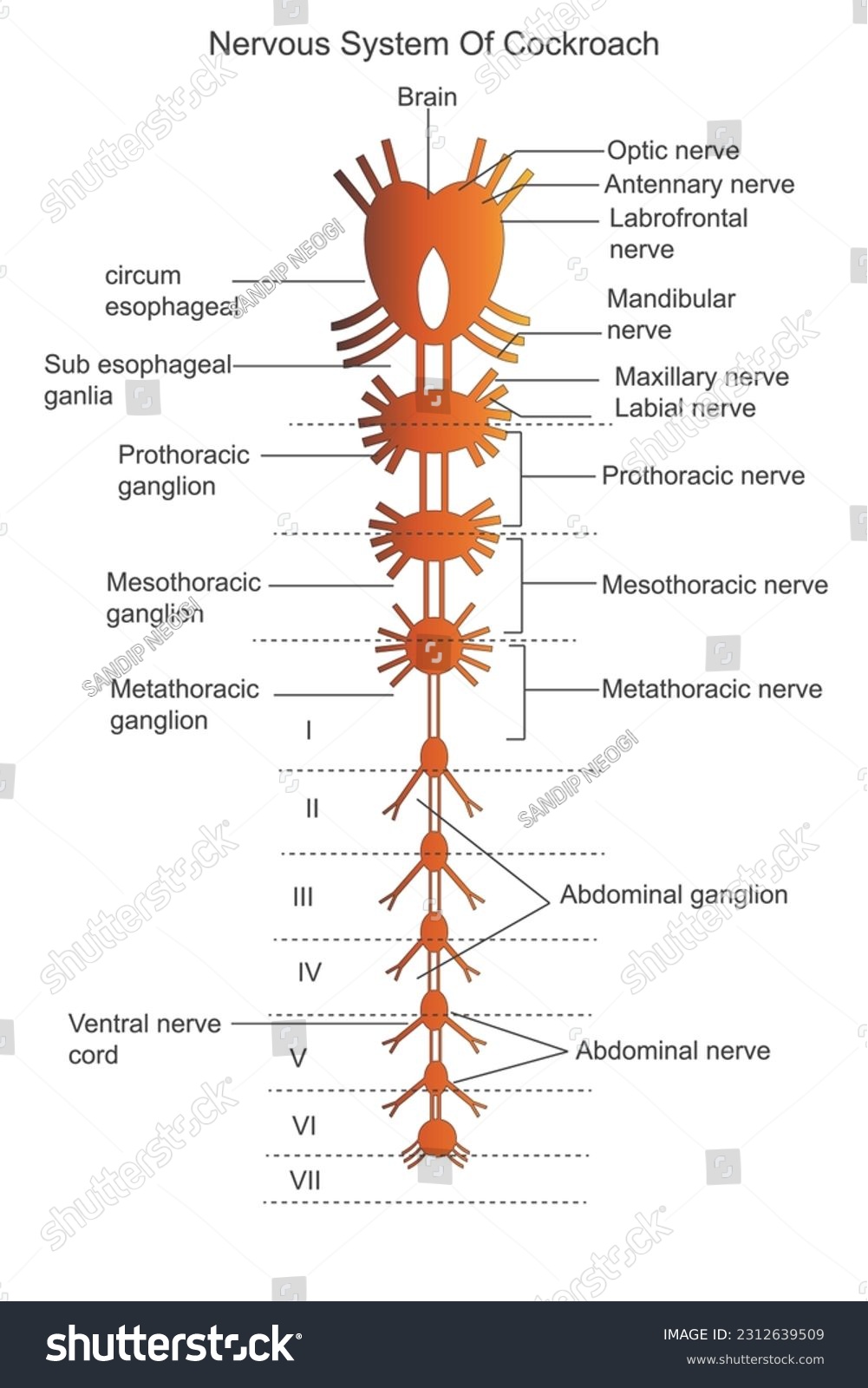 Nervous system of cockroach. Anatomy of - Royalty Free Stock Vector ...