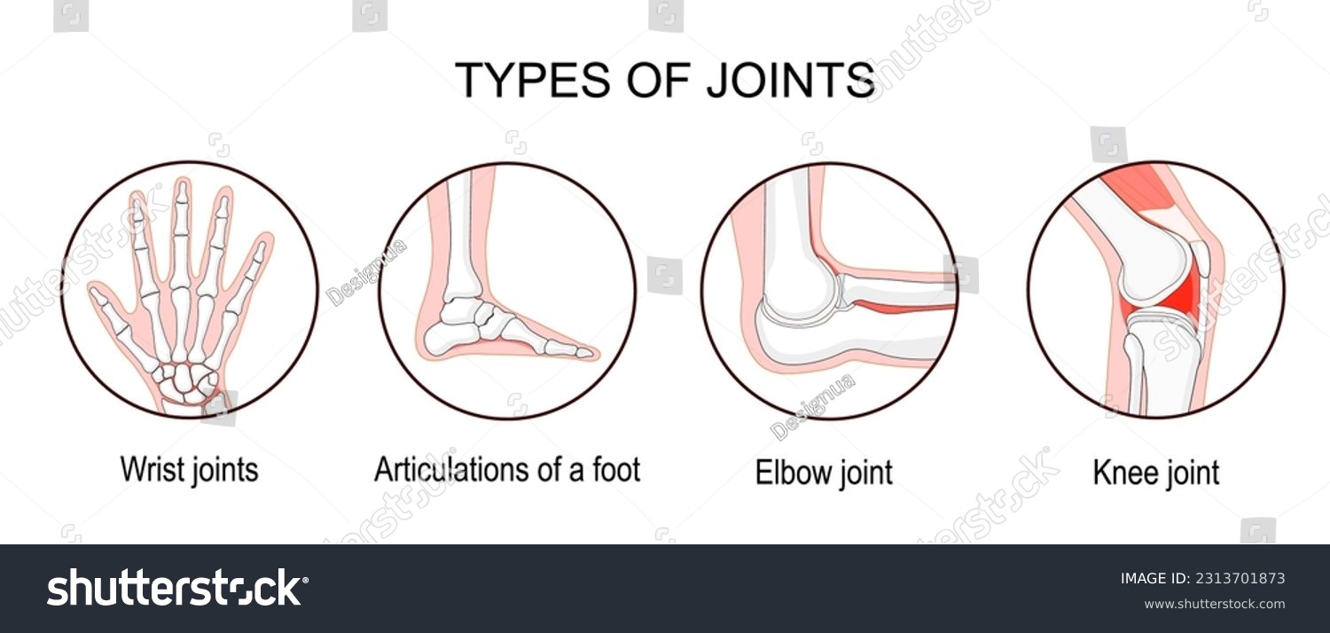 Types of joints. Biomechanical and anatomical - Royalty Free Stock ... Types of joints. Biomechanical and anatomical - Royalty Free Stock ...