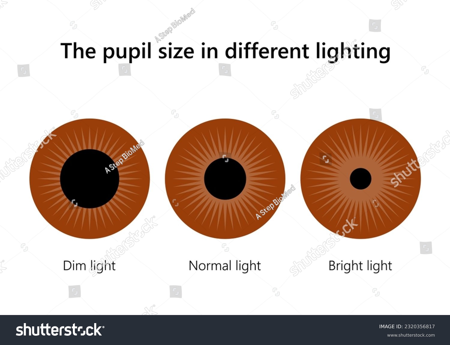 Human Eye The Pupil Size In Different Lighting Royalty Free Stock Human Eye The Pupil Size In Different Lighting Royalty Free Stock