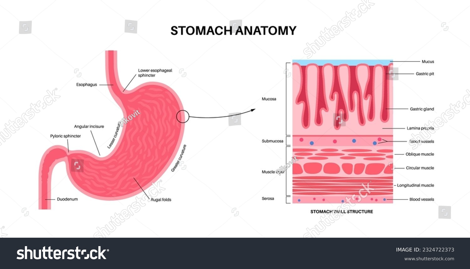 Mucous Membrane Anatomical Poster Stomach Wall Royalty Free Stock Vector 2324722373