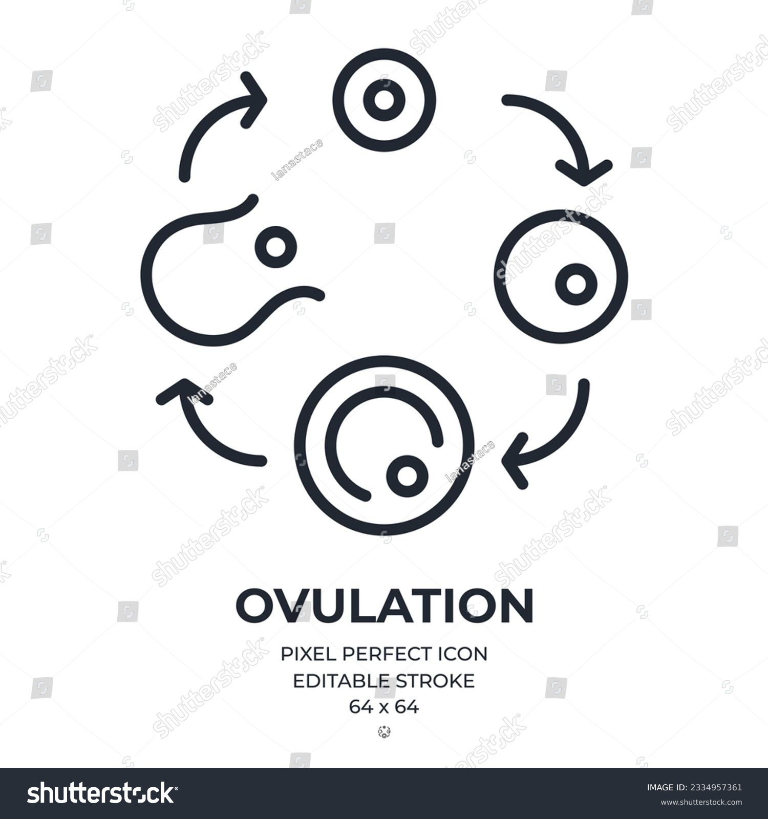 Ovulation Process Editable Stroke Outline Icon Royalty Free Stock