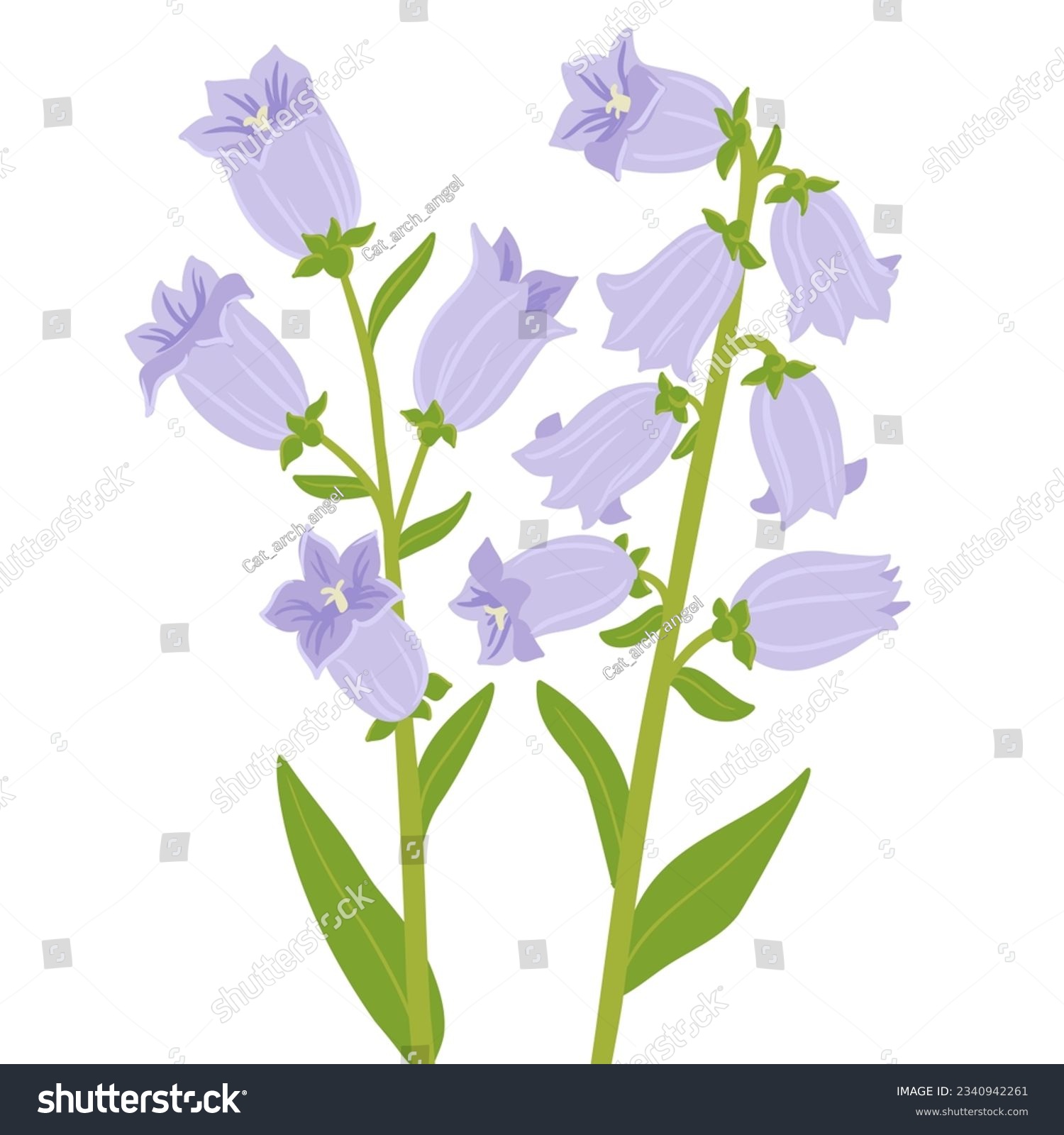 campanula champion, vector drawing bell flowers - Royalty Free Stock ...