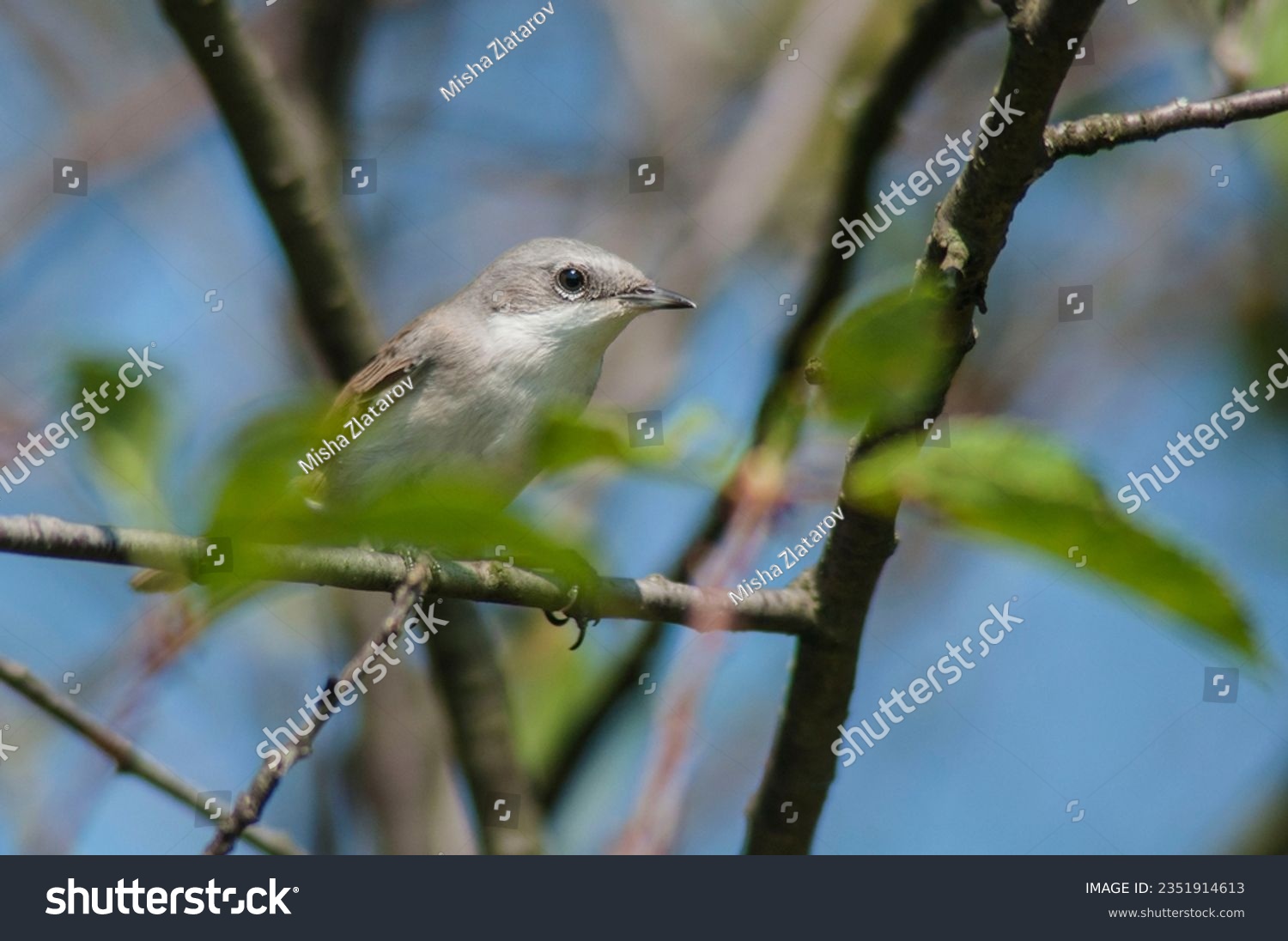 Curruca curruca, Sylvia curruca, with the common - Royalty Free Stock ...