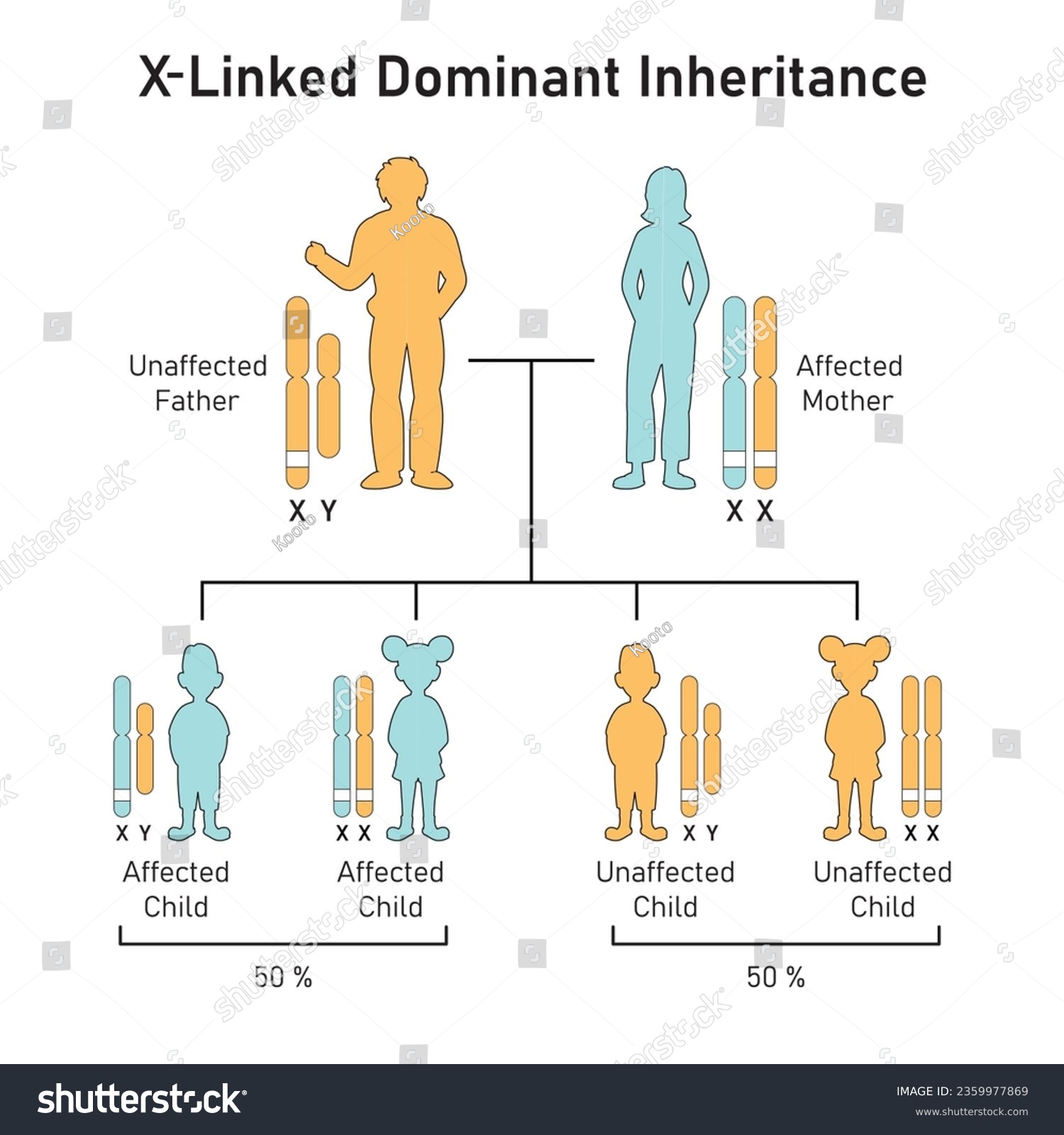 X-Linked Dominant Inheritance Concept Design. - Royalty Free Stock ... X-Linked Dominant Inheritance Concept Design. - Royalty Free Stock ...