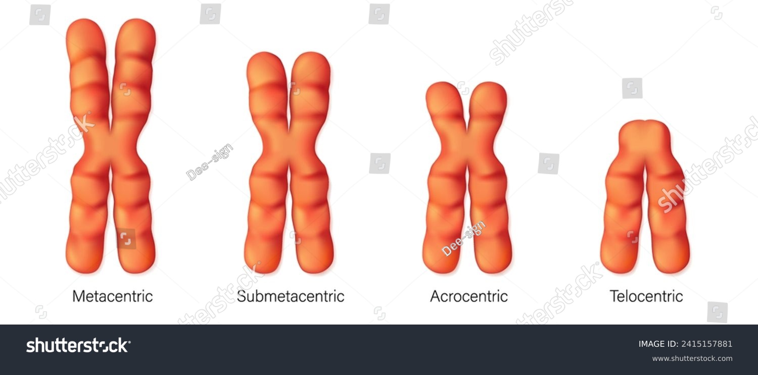 Structure of chromosome types vector. - Royalty Free Stock Vector ... Structure of chromosome types vector. - Royalty Free Stock Vector ...