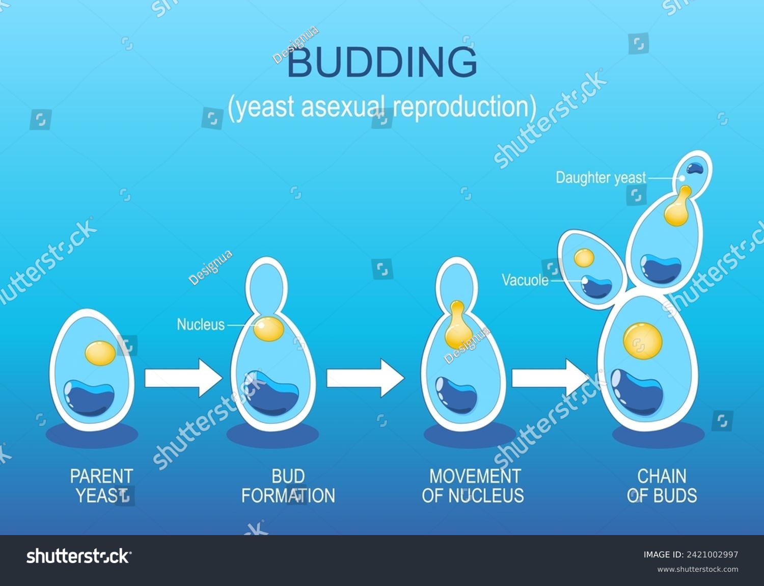 Budding Yeast Asexual Reproduction Fungi Royalty Free Stock Vector