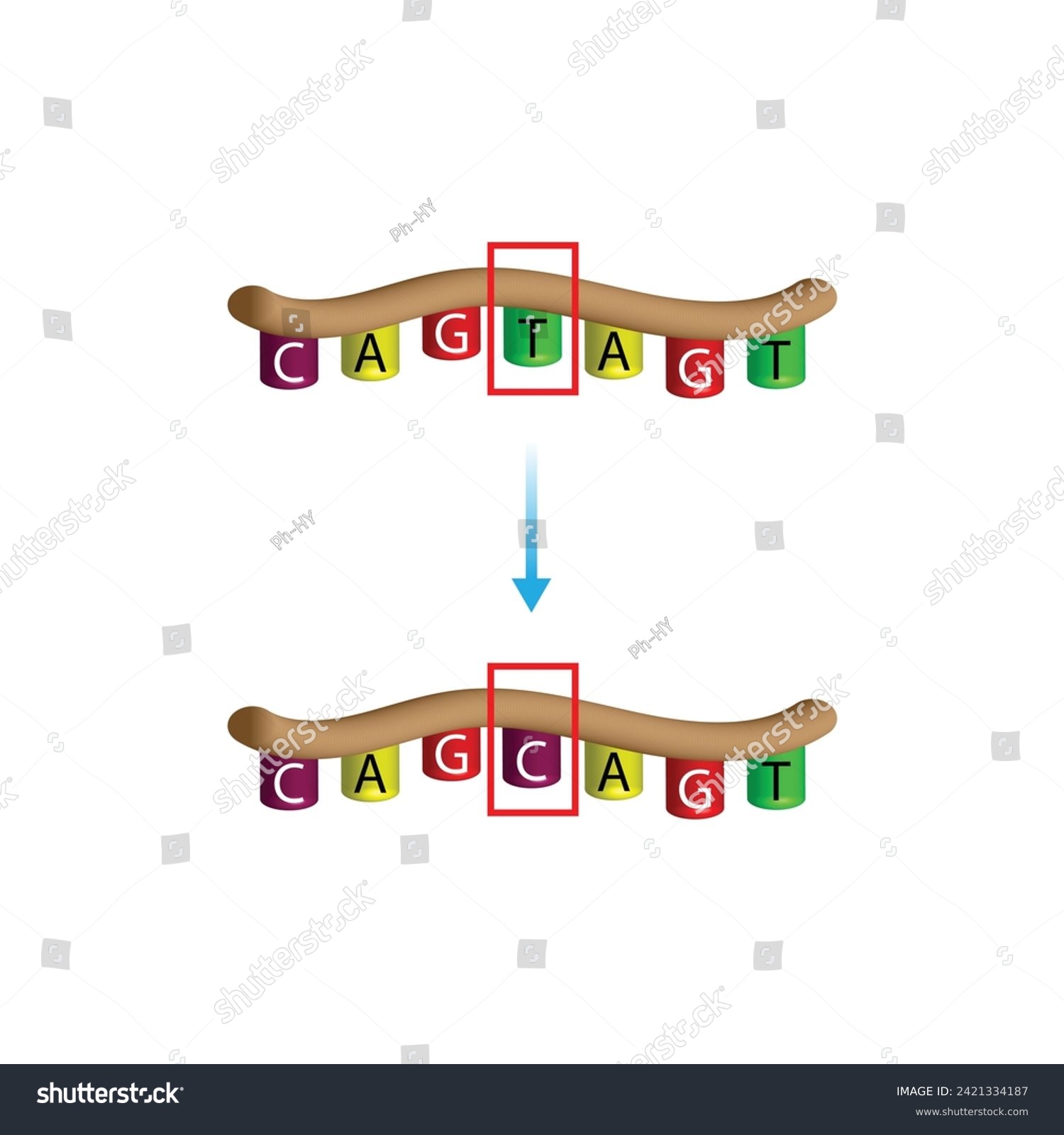 Point Mutation Error During Dna Replication Royalty Free Stock Vector 2421334187