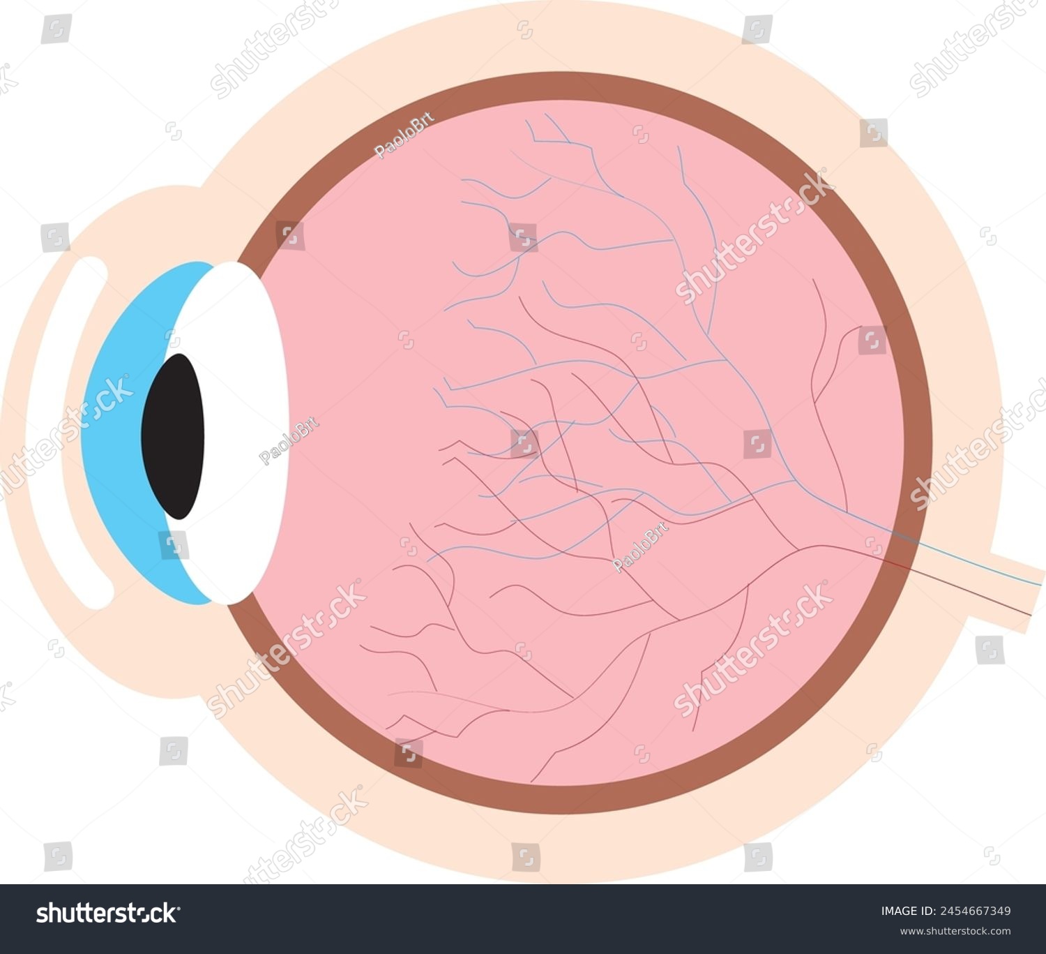 Human eye anatomy diagram, medical educational - Royalty Free Stock ...