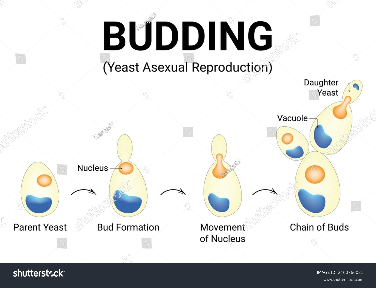 Budding Yeast Asexual Reproduction Science Royalty Free Stock Vector