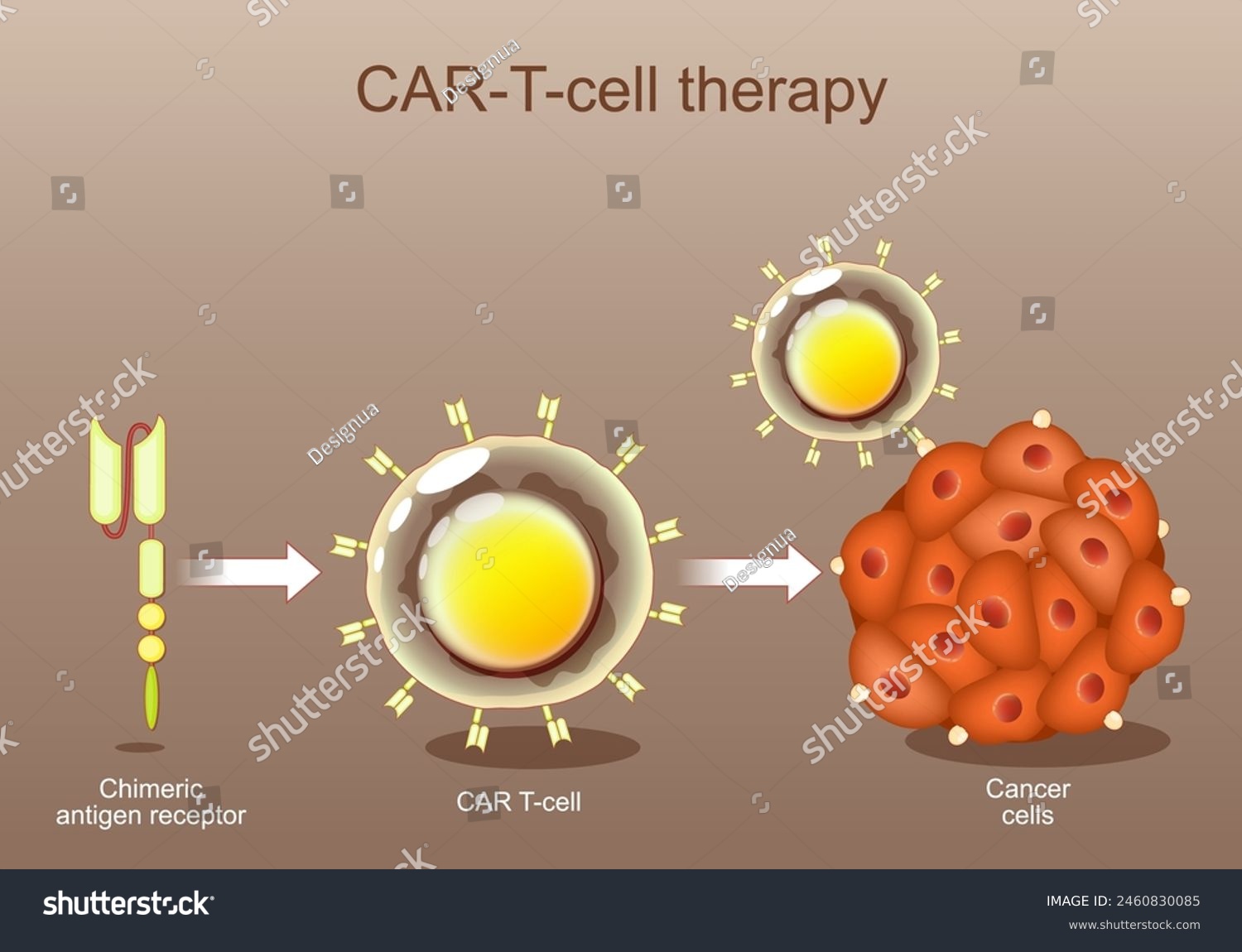 Car T Cell Therapy Cancer Immunotherapy Royalty Free Stock Vector
