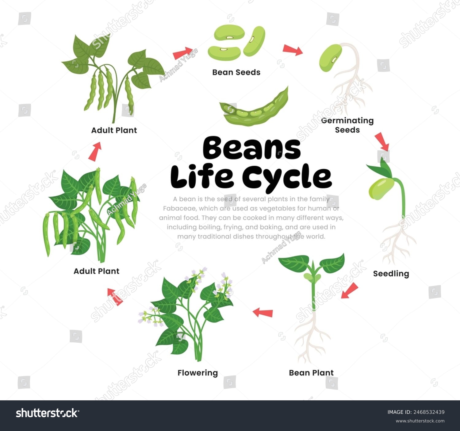 Green Bean Life Cycle Diagram for Science - Royalty Free Stock Vector ...