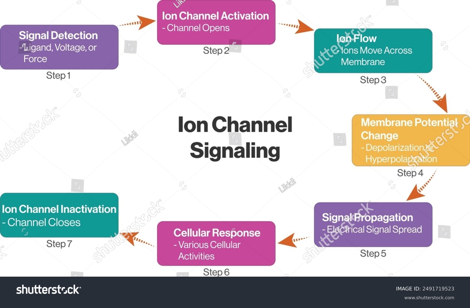 Ion Channel Signaling Flow Chart Illustration, - Royalty Free Stock ...
