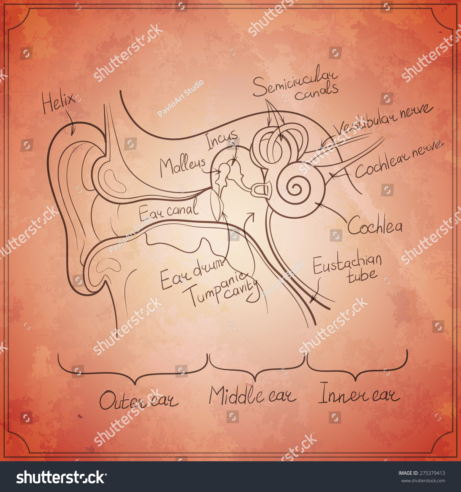 ear anatomy outline vintage paper texture vector - Royalty Free Stock ...