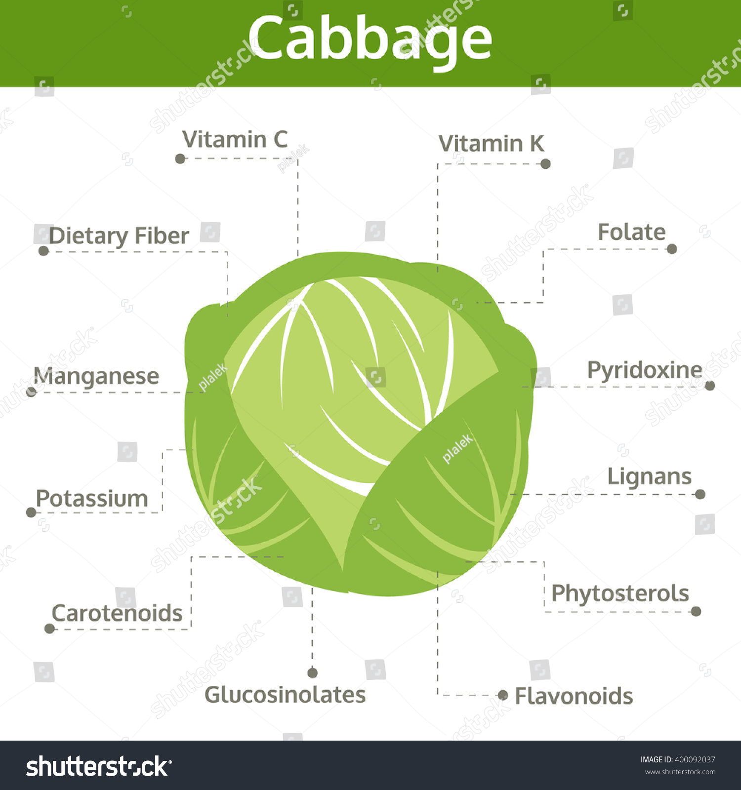 cabbage nutrient of facts and health benefits, - Royalty Free Stock ...