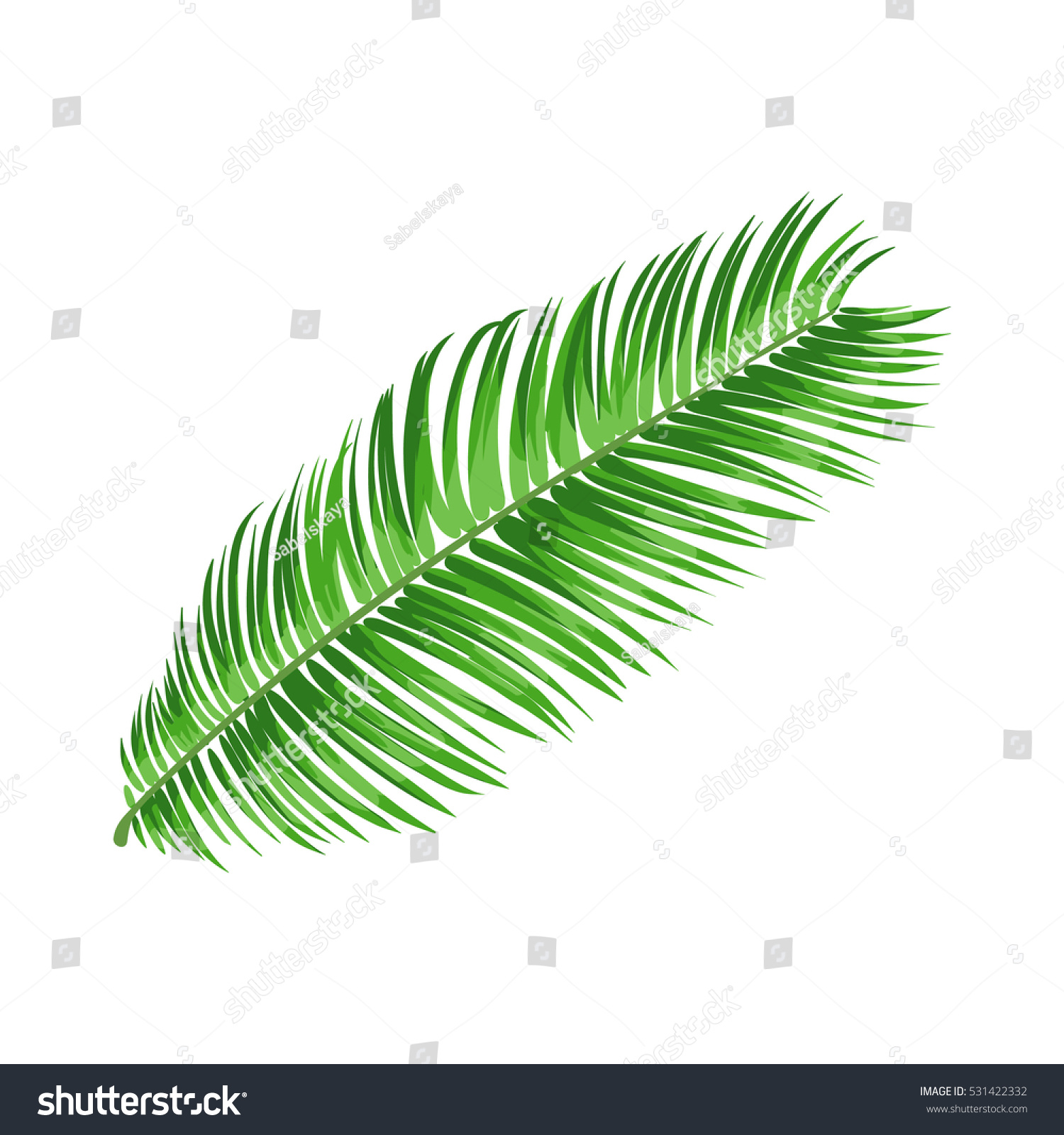 Full fresh leaf of sago palm tree, vector - Royalty Free Stock Vector ...