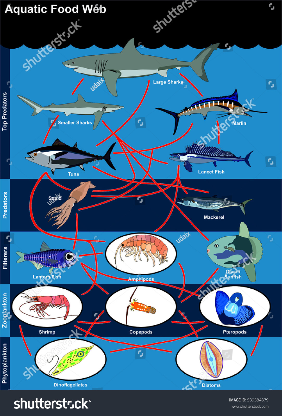 Vector Aquatic Food Web lives in oceans open - Royalty Free Stock ...