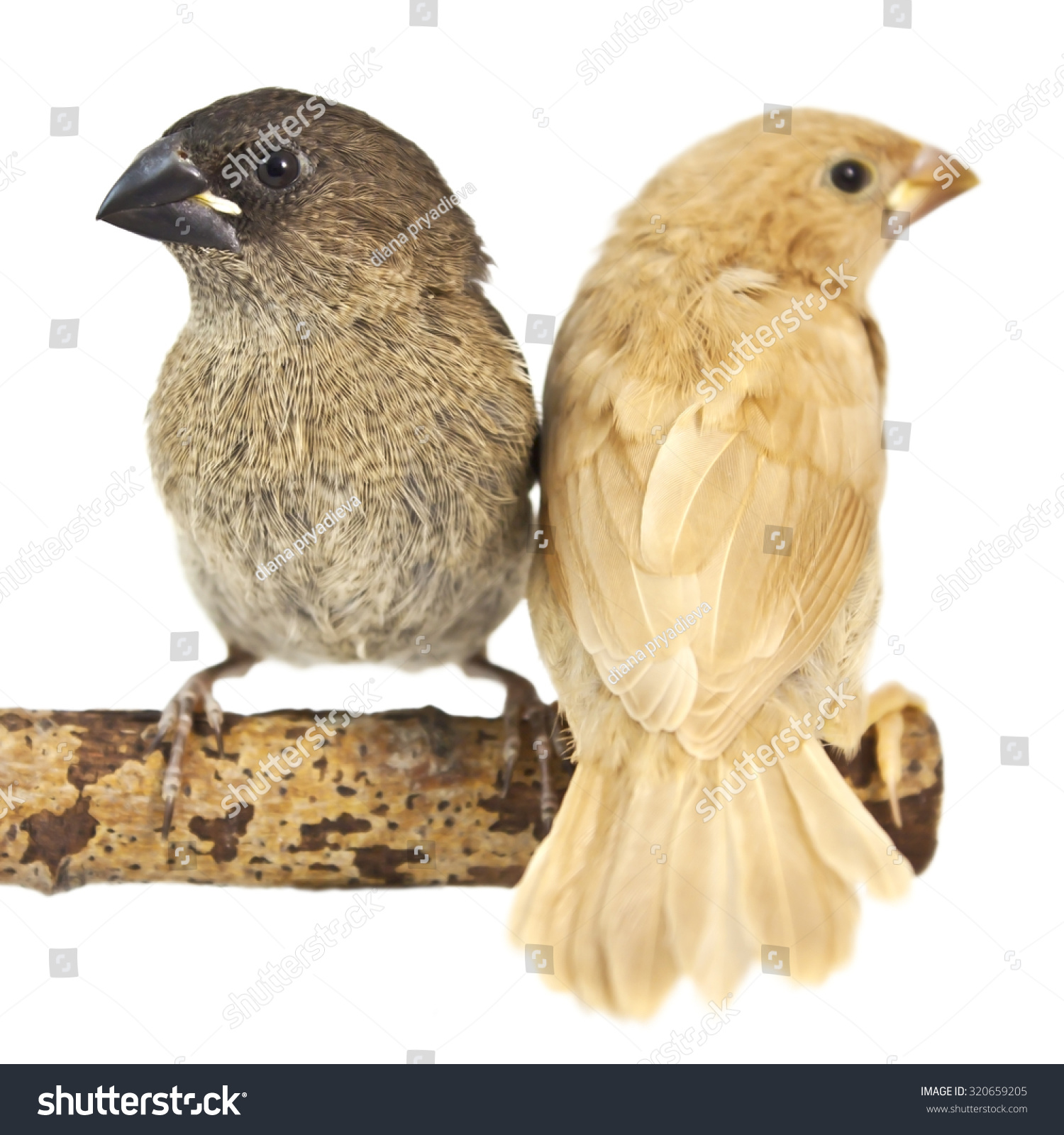 Japanese Finch