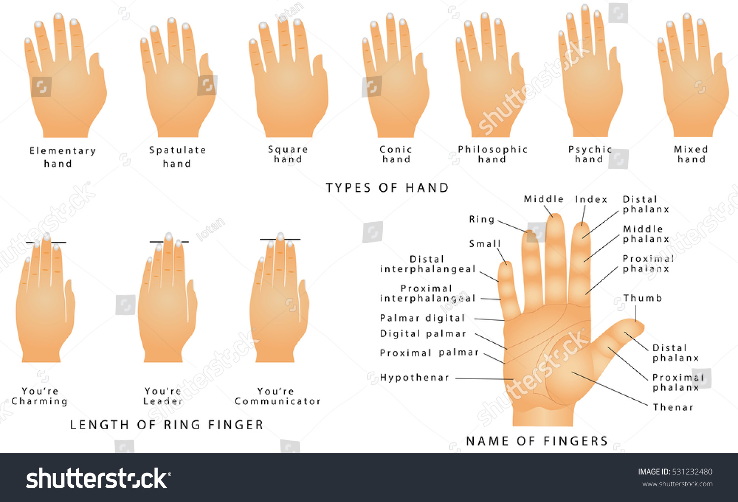 royalty-free-names-of-the-fingers-types-of-hands-types-of-531232480
