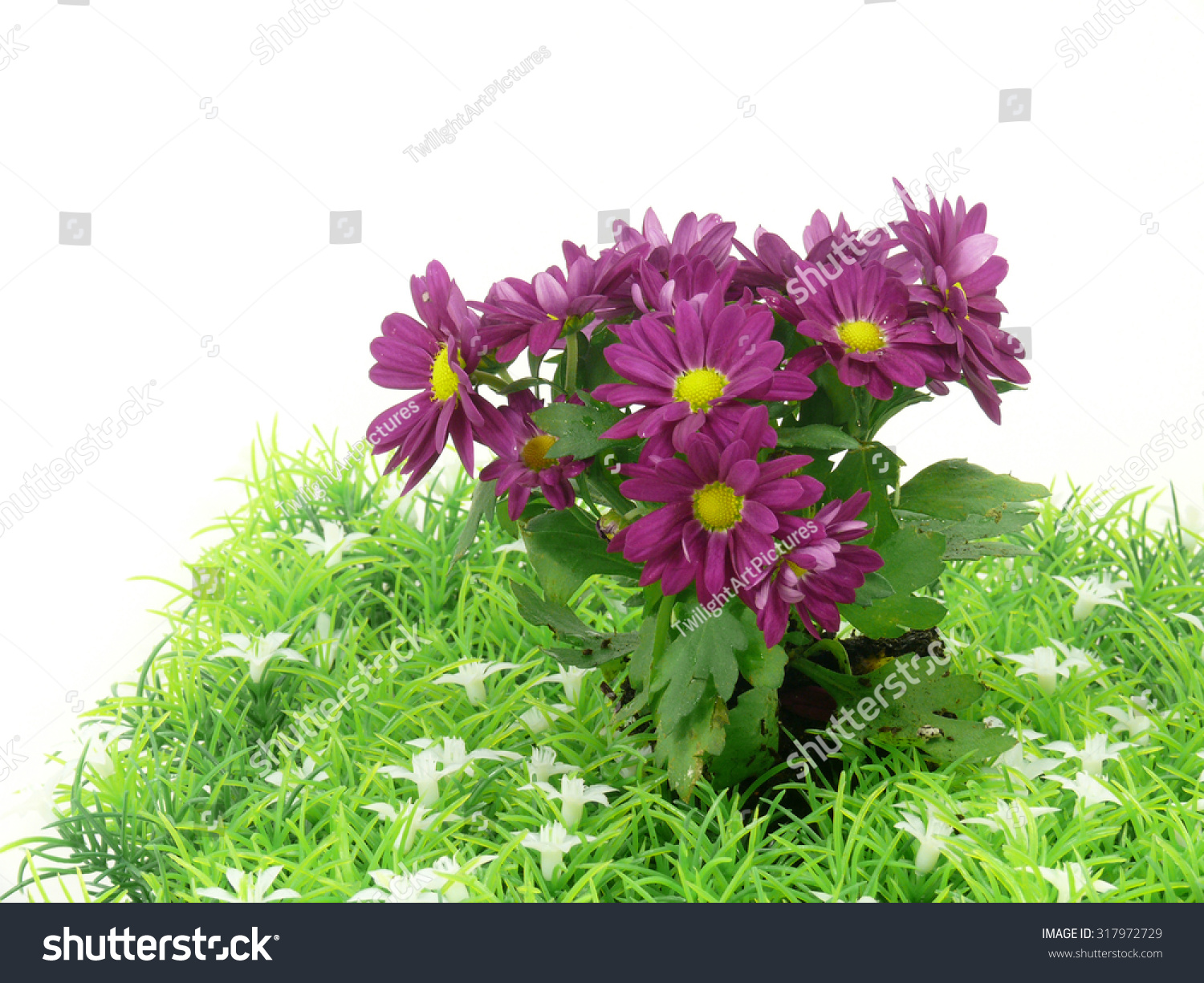 Herbstchrysanthemen Images, Stock Photos & Vectors | Shutterstock