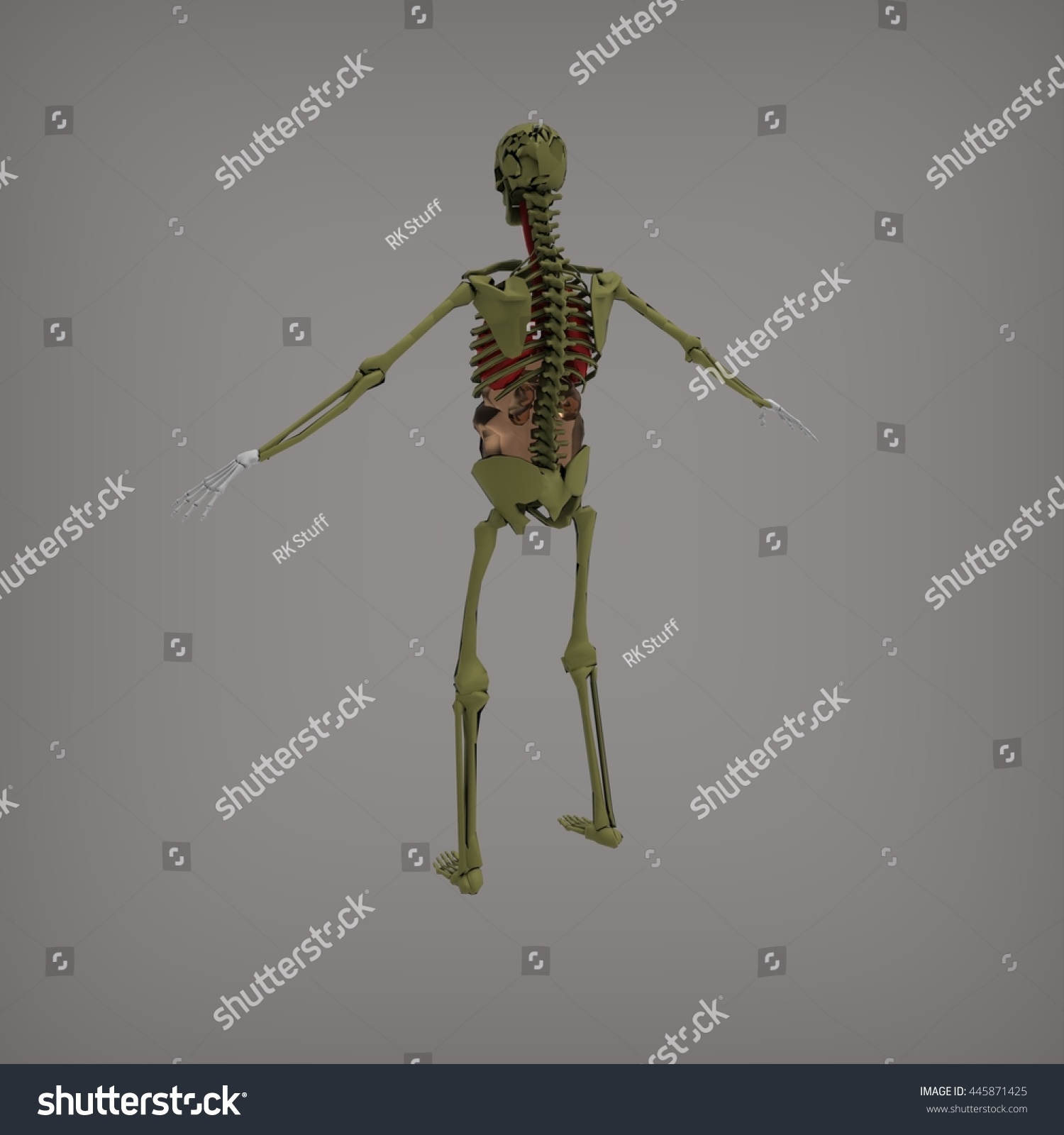 3d Human Skeleton Rendering 스톡 일러스트 445871425 | Shutterstock