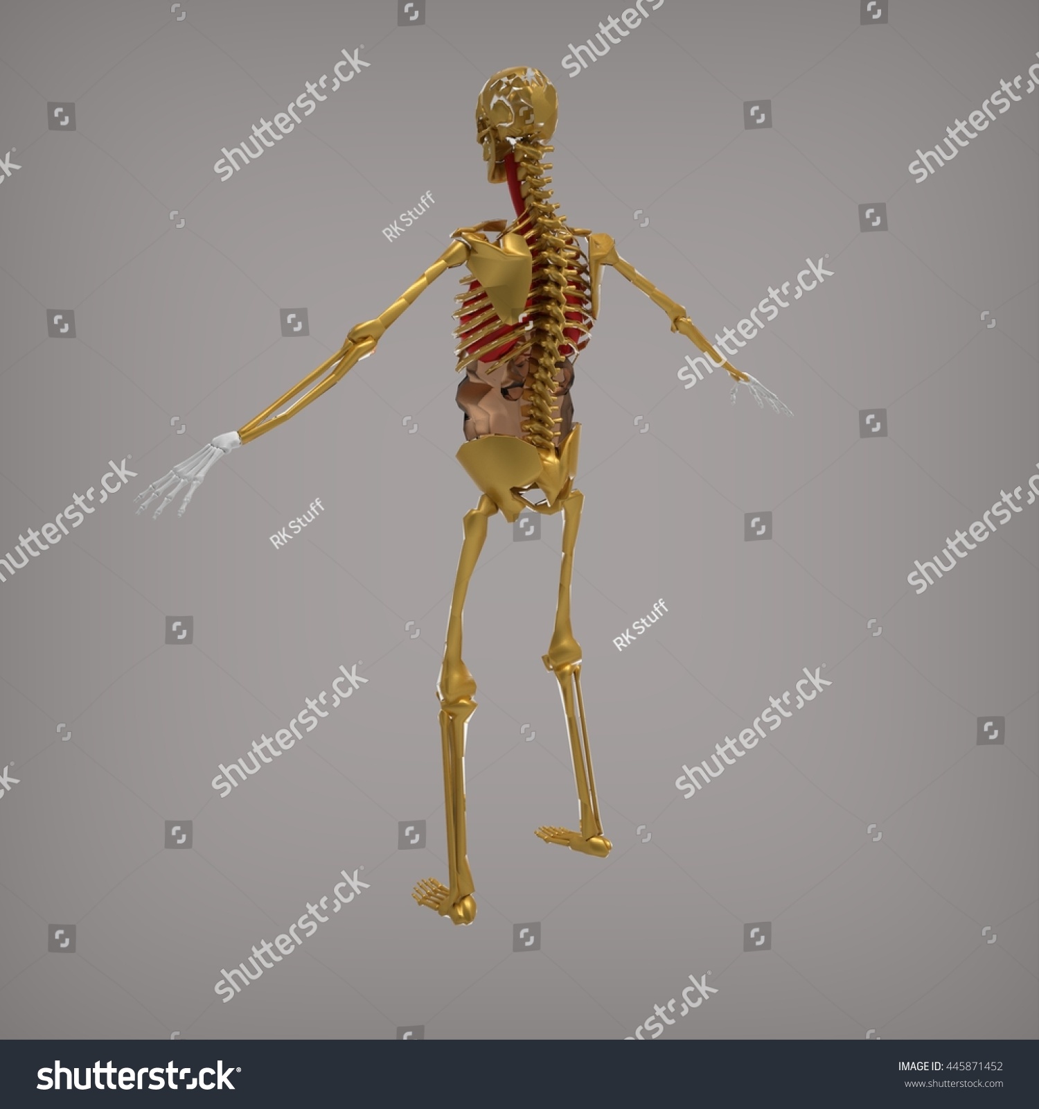 3d Human Skeleton Rendering 스톡 일러스트 445871452 | Shutterstock