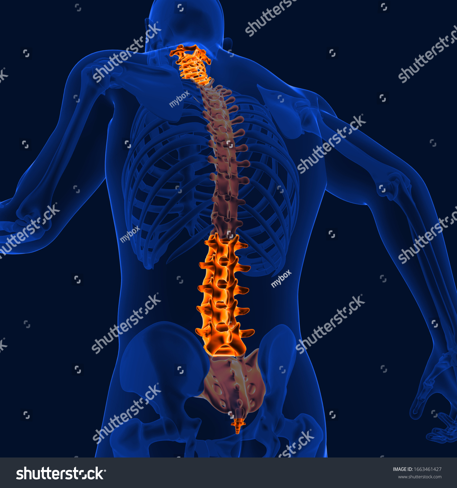3d Illustration Back Bone Render Stock Illustration 1663461427