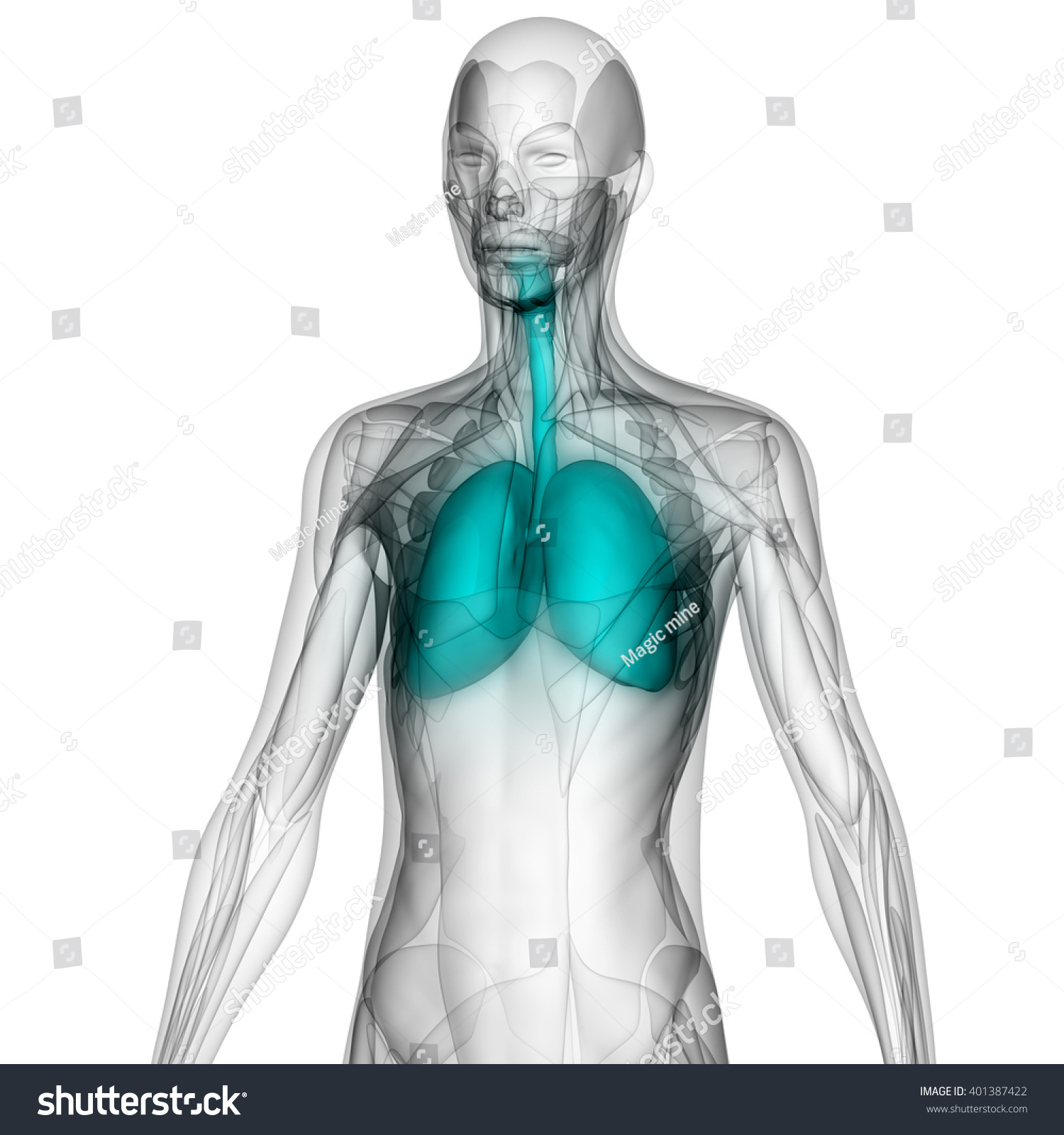3d Illustration Human Body Organs Lungs Ilustrações Stock 401387422 Shutterstock