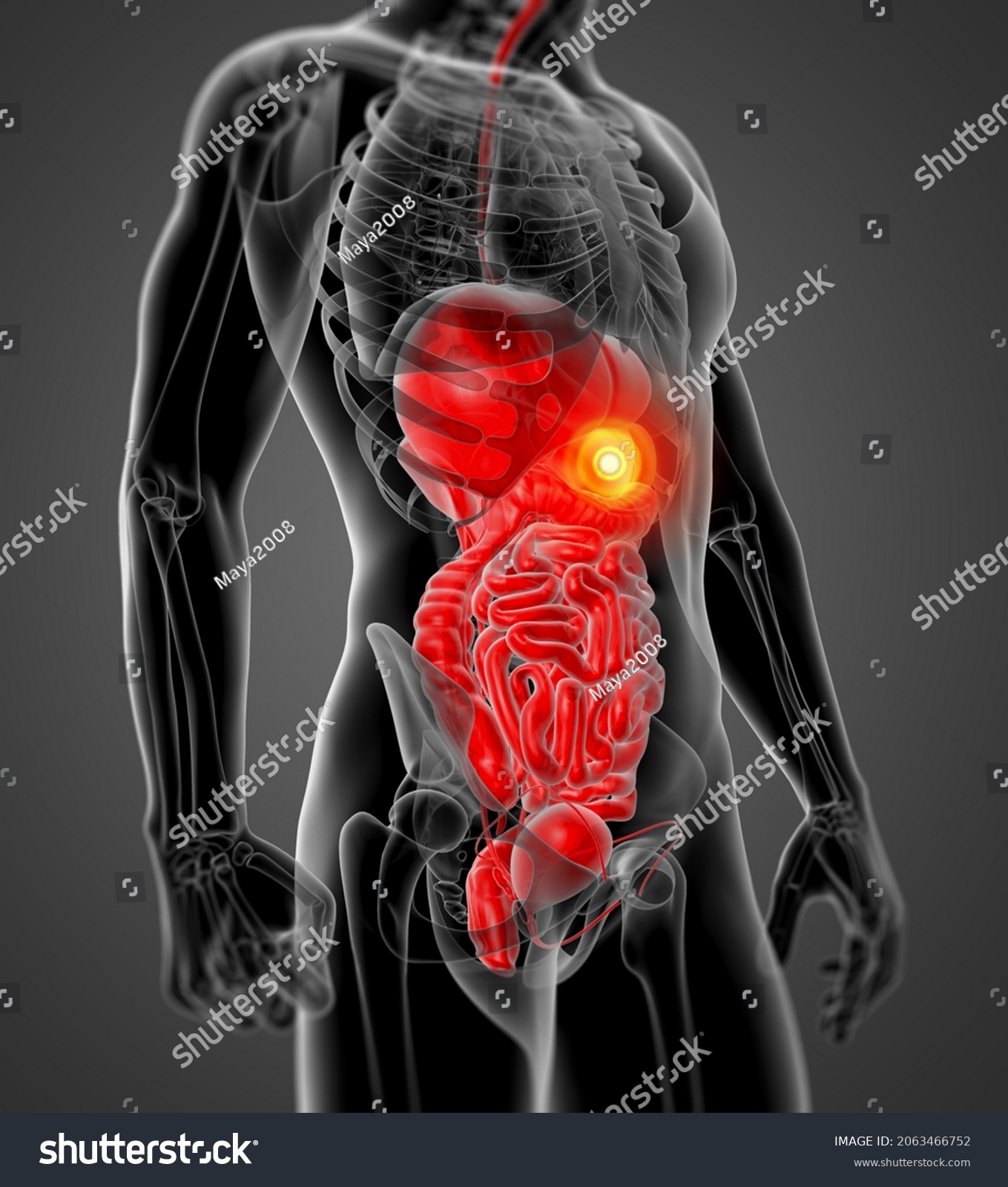 3d Rendering Human Digestive System Side Stock Illustration 2063466752