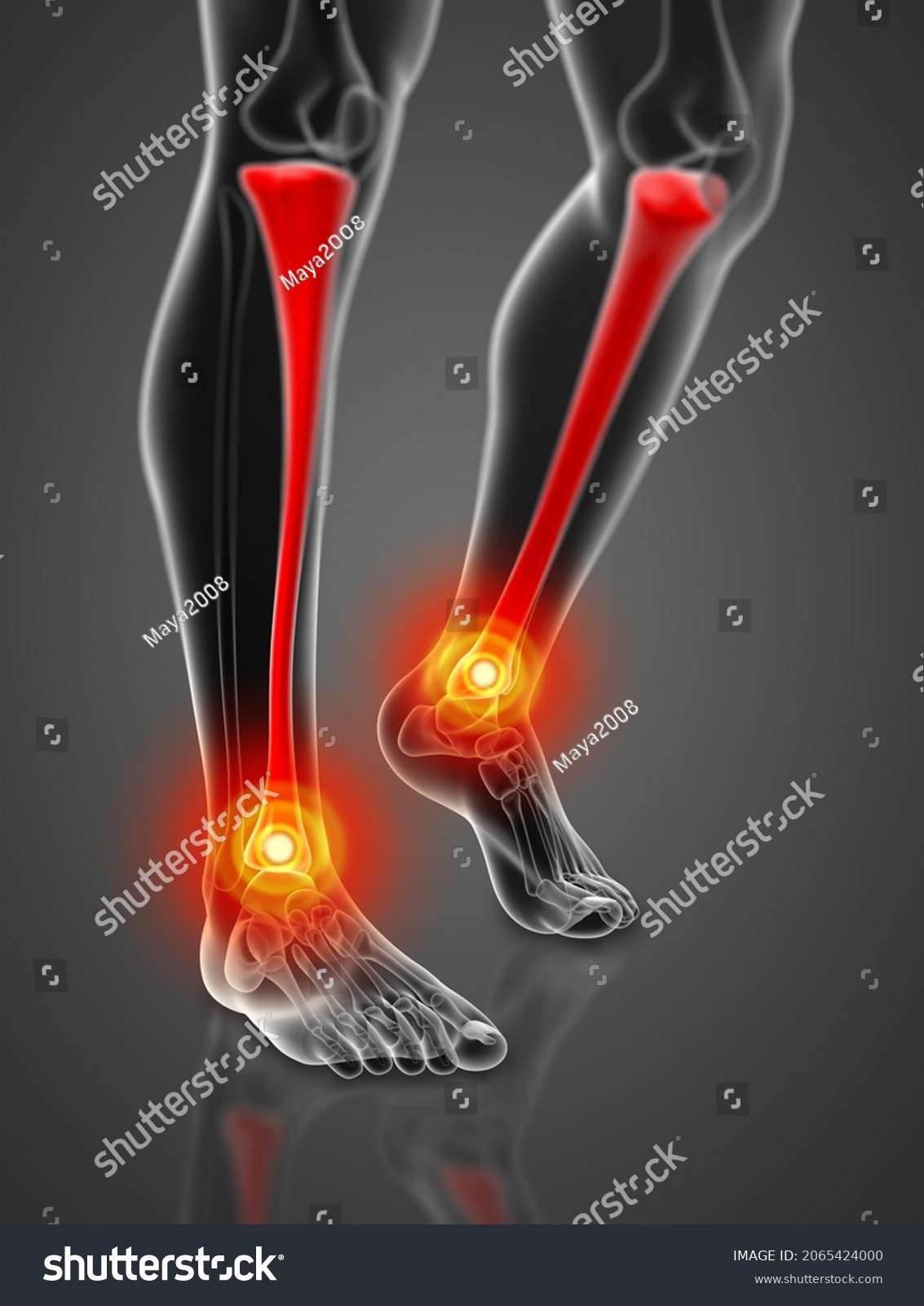 3d Rendering Illustration Tibia Front View Stock Illustration 2065424000