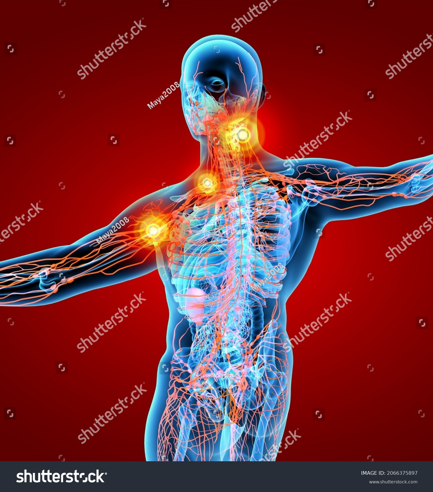 3d Rendering Lymphatic System Back View Stock Illustration 2066375897 ...
