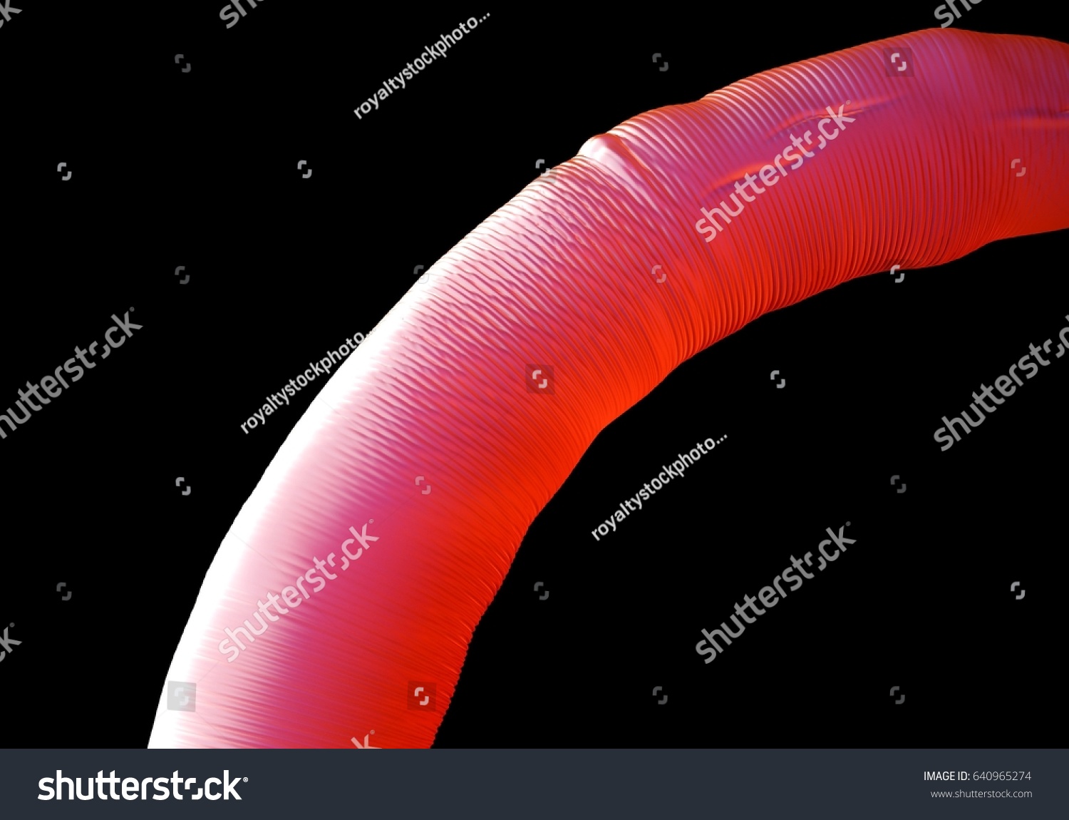 3d Rendering Nematode Worm Stock Illustration 640965274 | Shutterstock